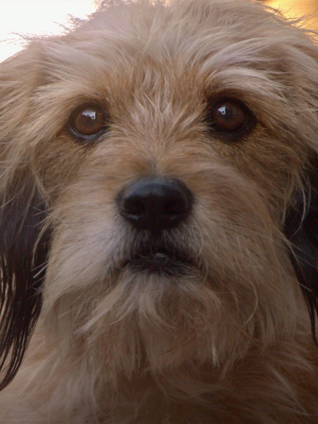 Benji: Trailer 1 - Trailers & Videos - Rotten Tomatoes