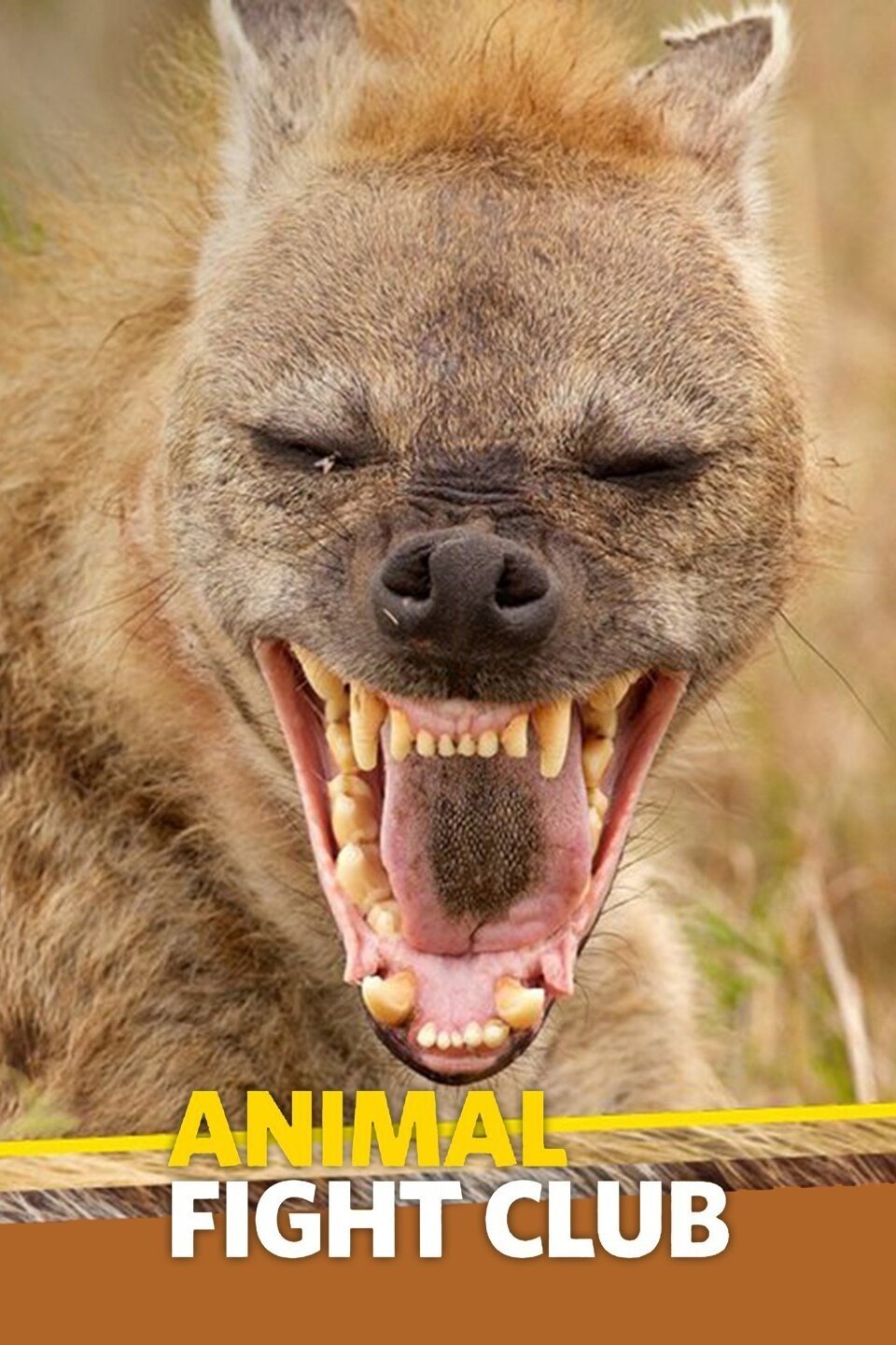 Discovery Animal Fight Club at Dorothy Ledford blog