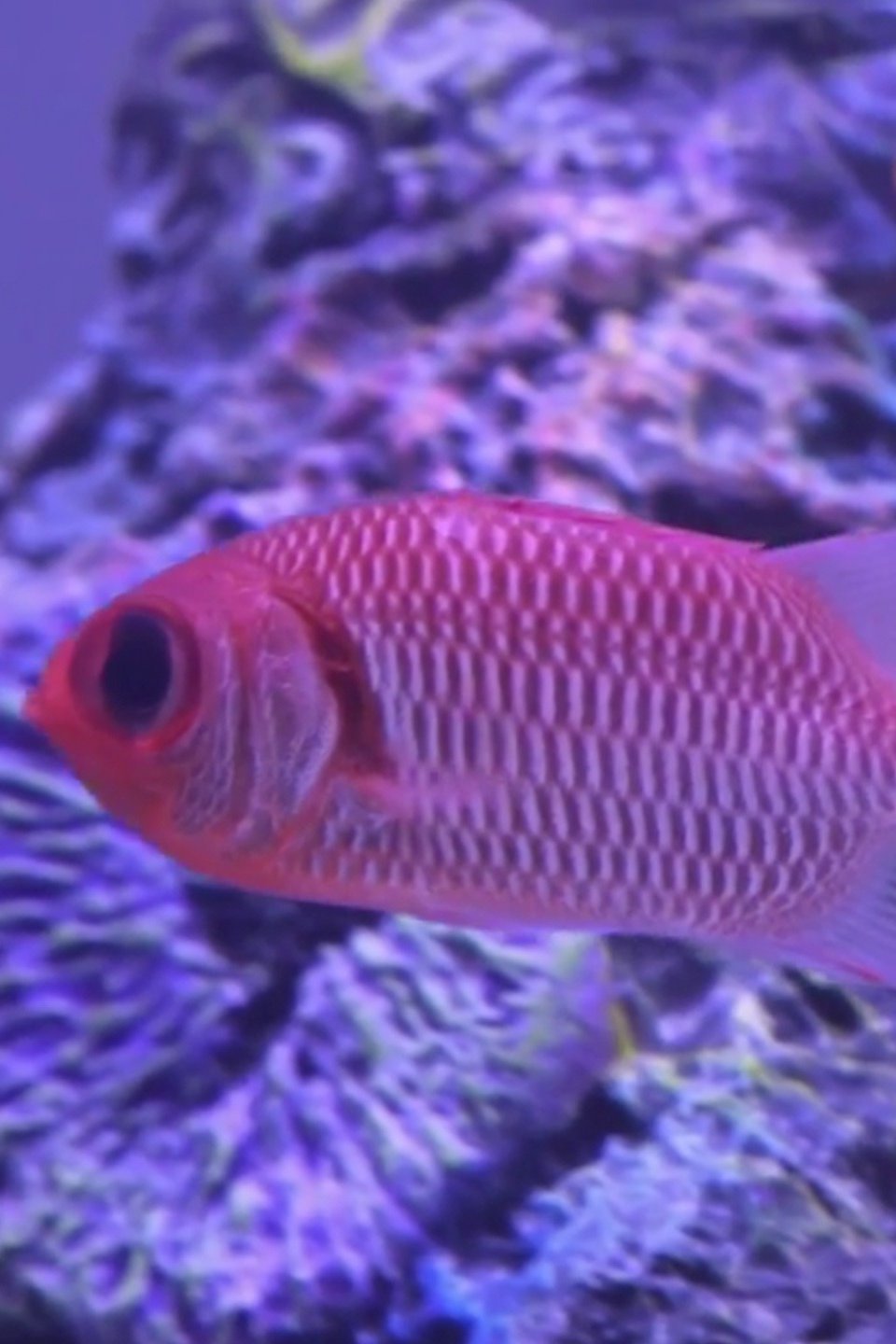 Howie Mandel's Surprise Tank Pictures - Rotten Tomatoes