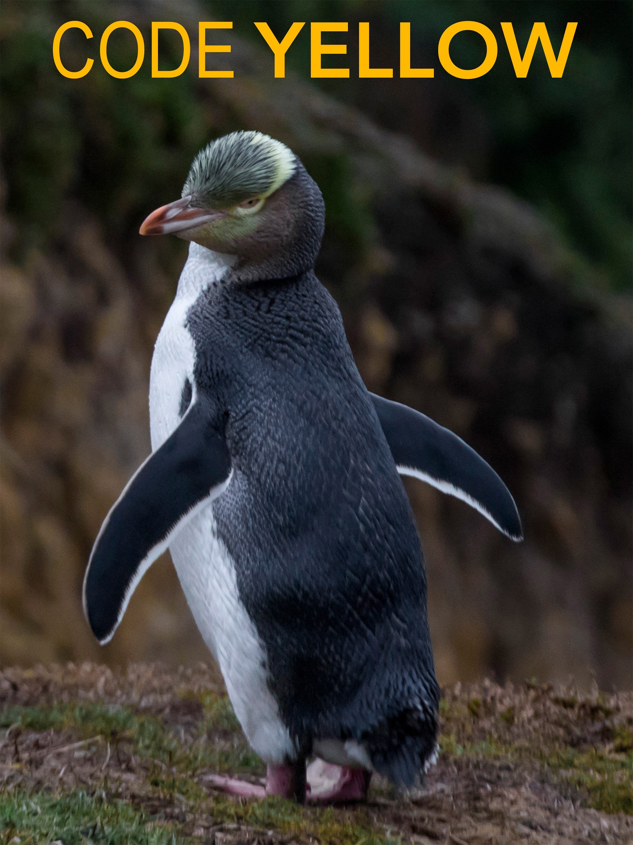 Code Yellow Pictures - Rotten Tomatoes