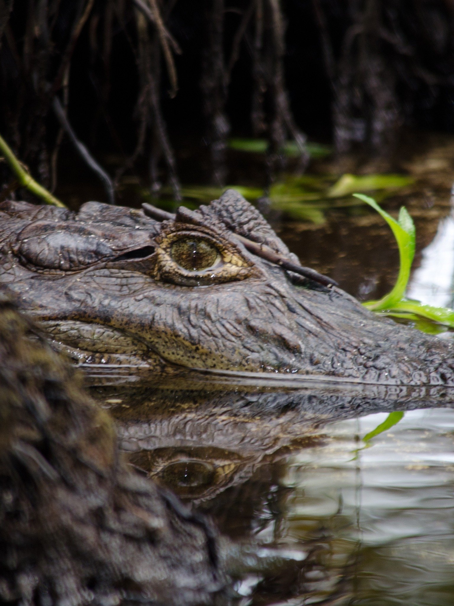 20-Foot Terror Pictures - Rotten Tomatoes