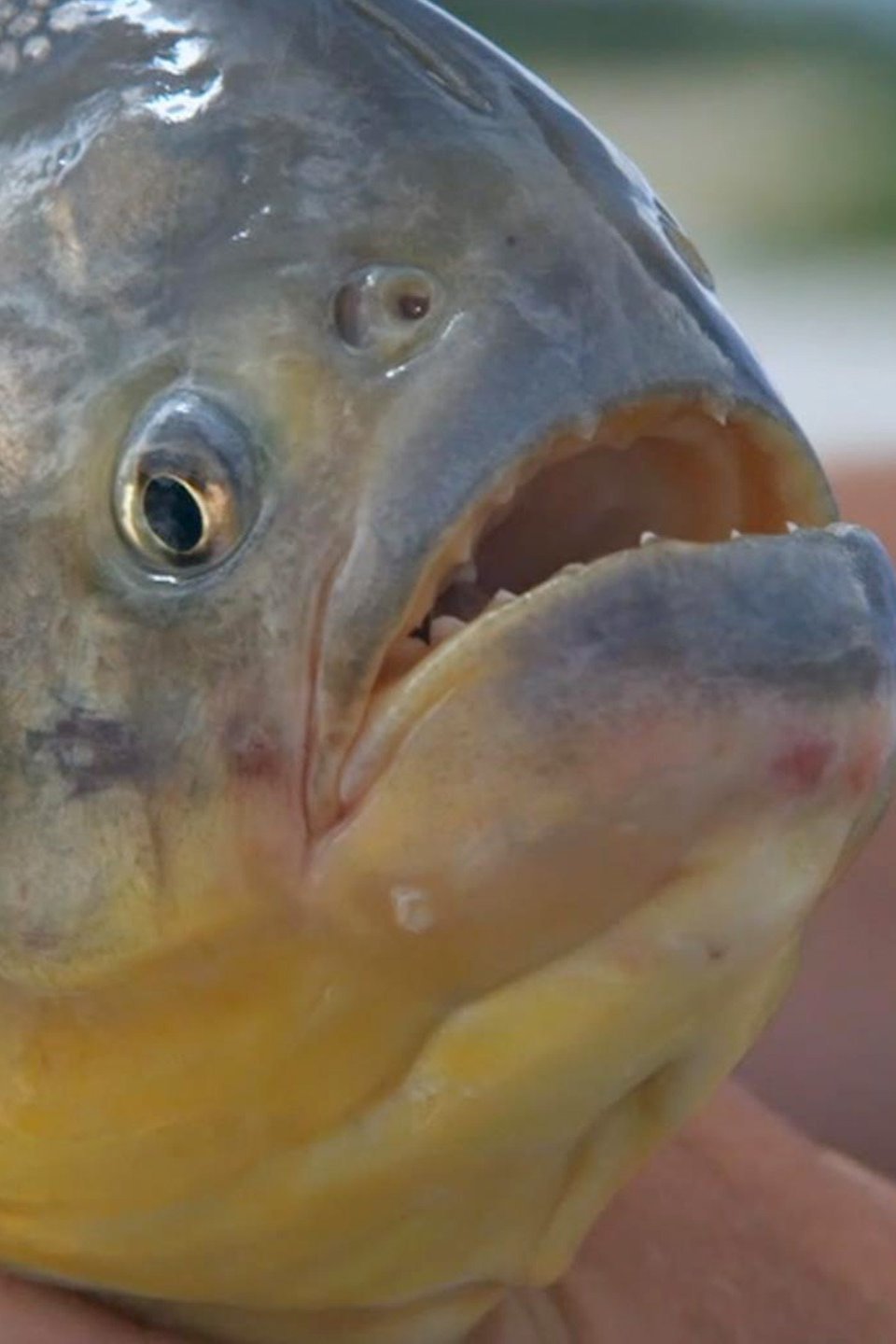 Eating Machines Pictures - Rotten Tomatoes