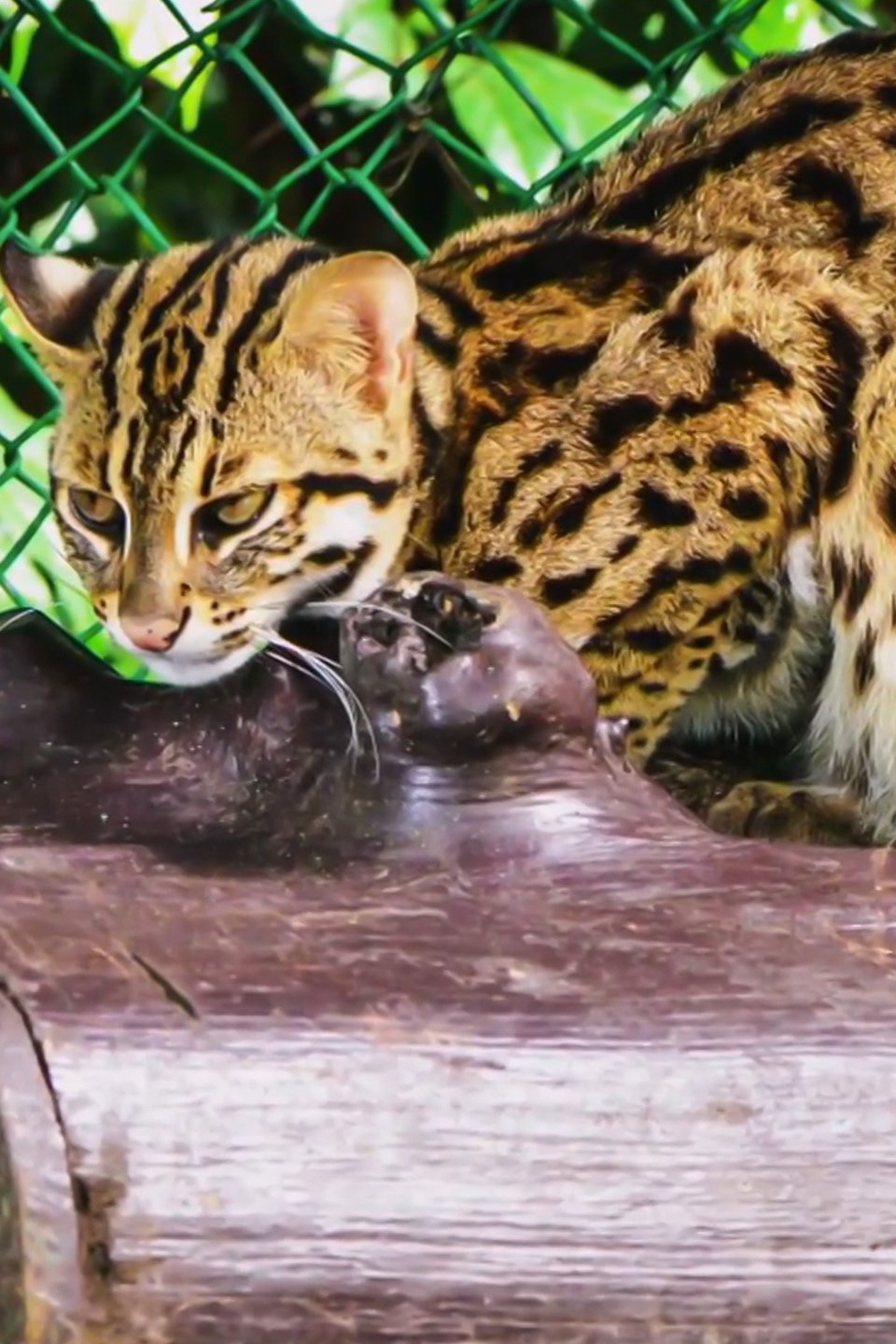 Formosan Clouded Leopard Pictures - Rotten Tomatoes