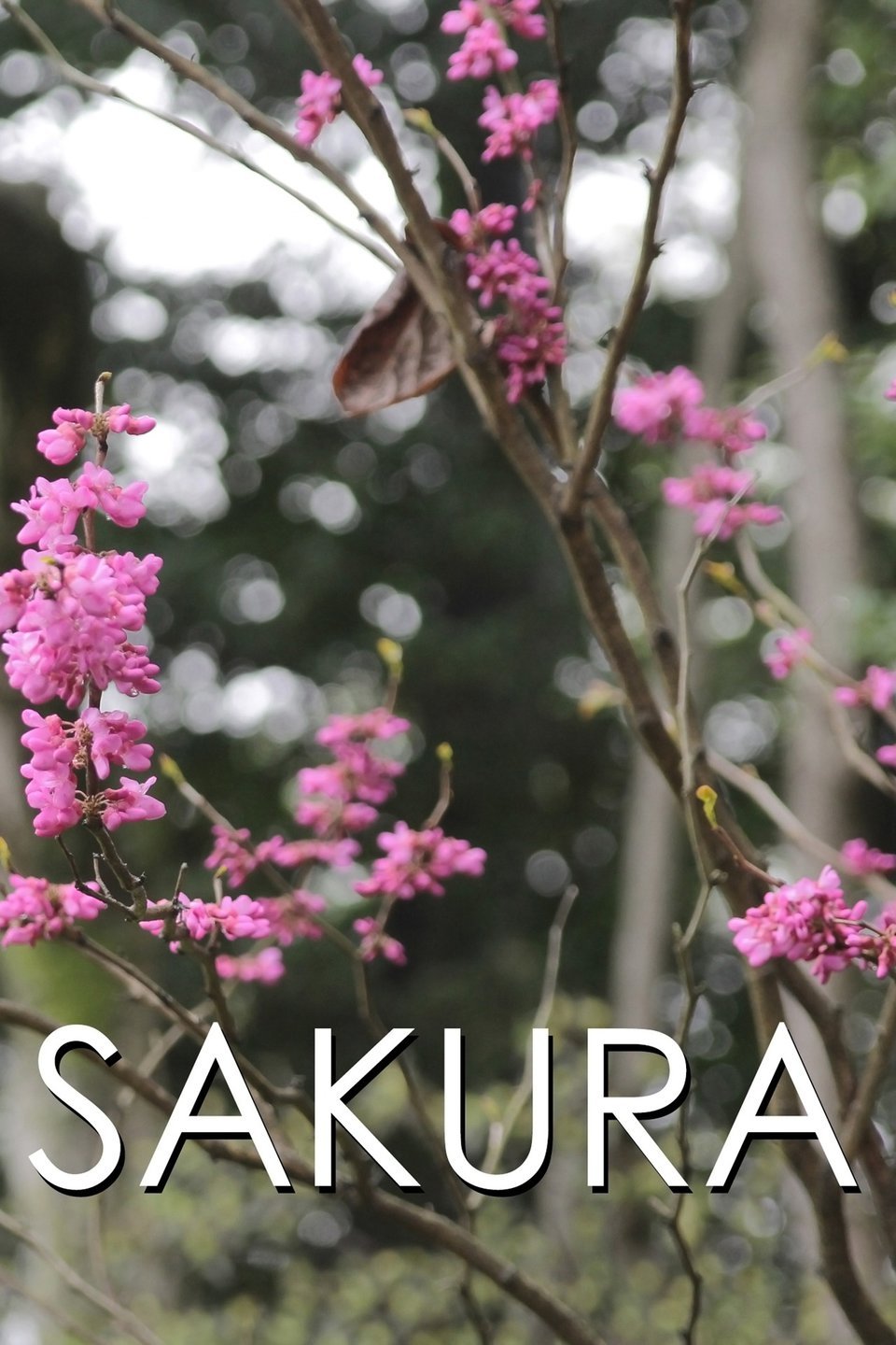 Sakura - Movie Reviews