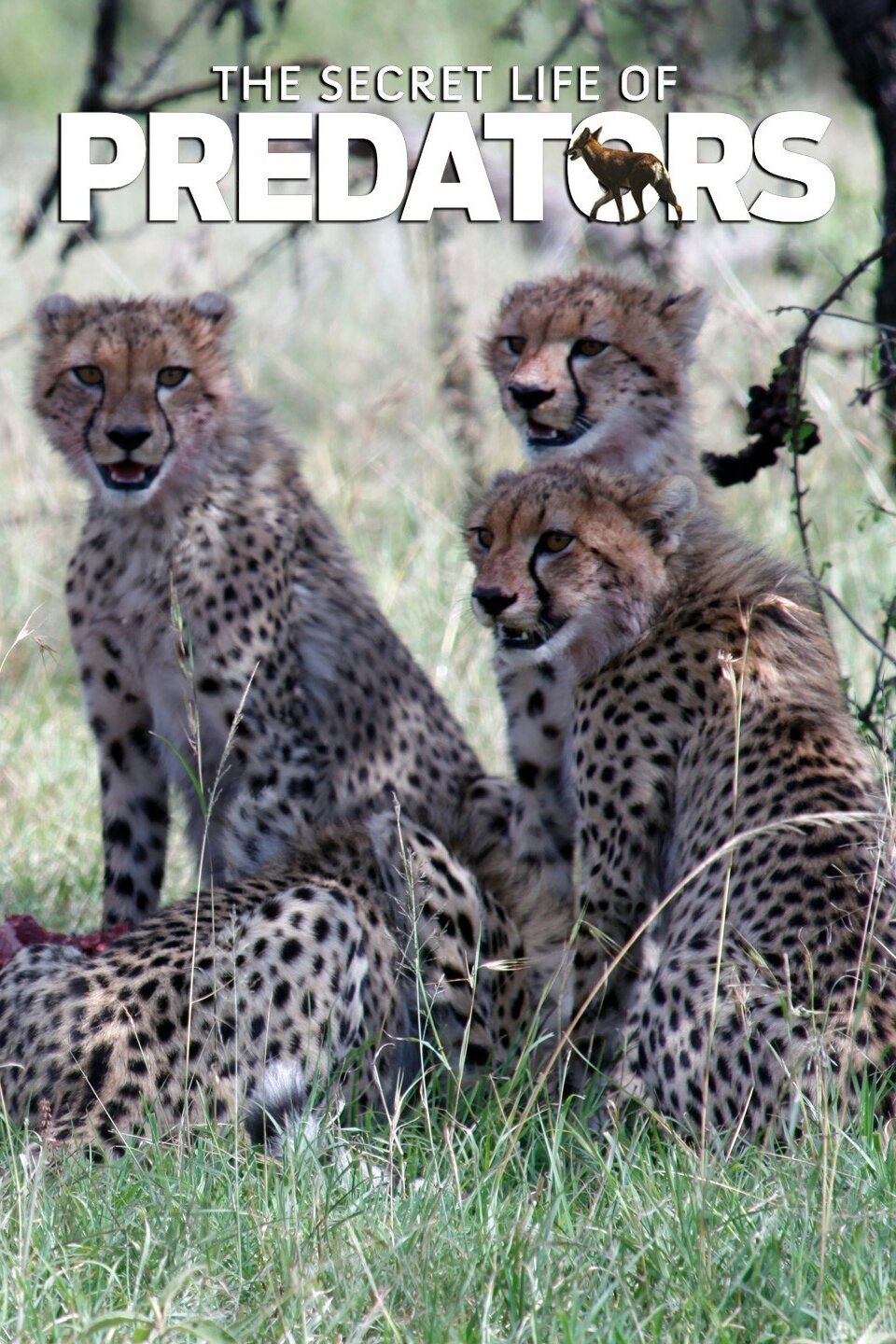 Secret Life of Predators: Season 2 Pictures - Rotten Tomatoes