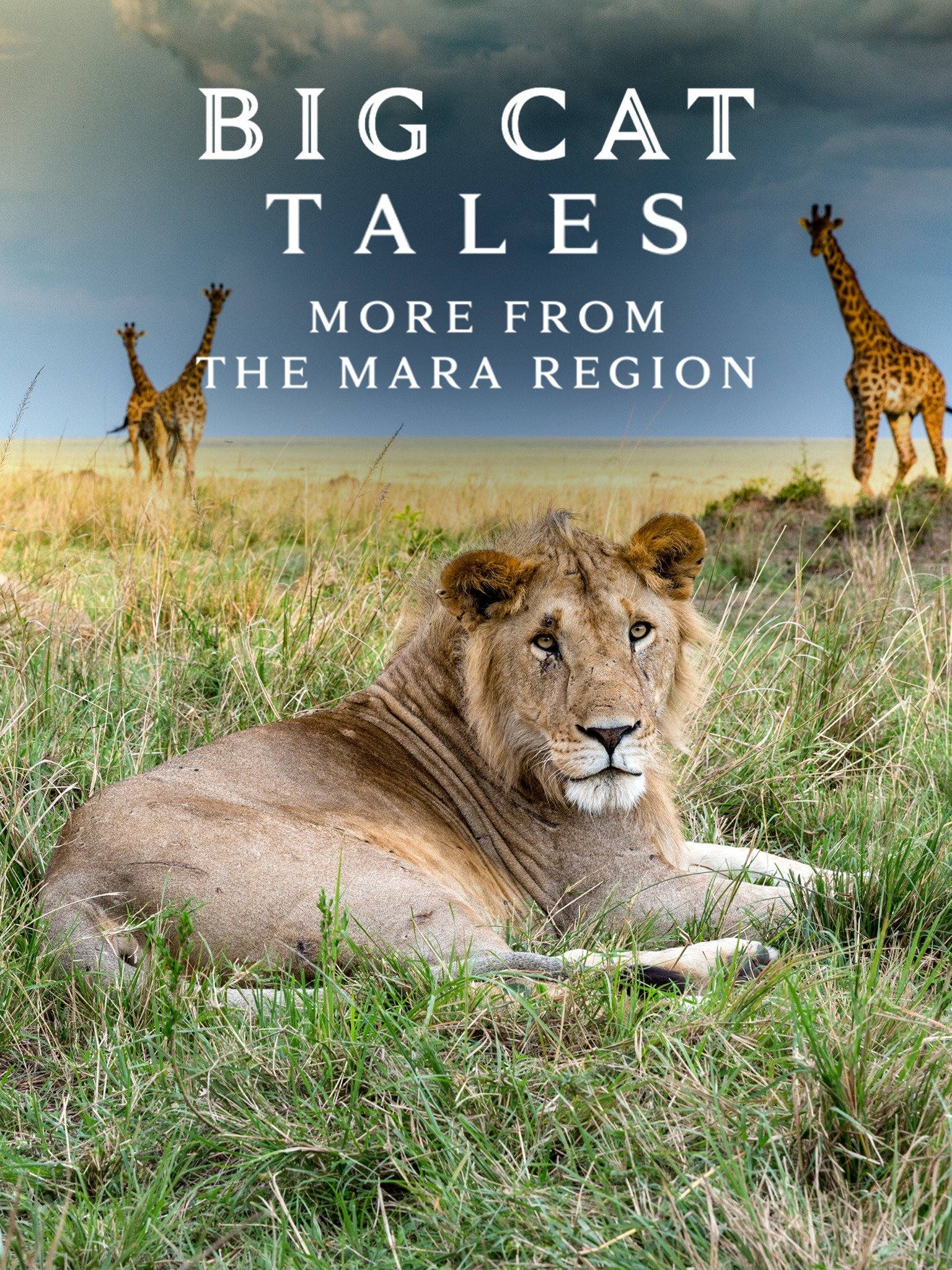 Big Cat Tales: More From the Mara Region - Rotten Tomatoes