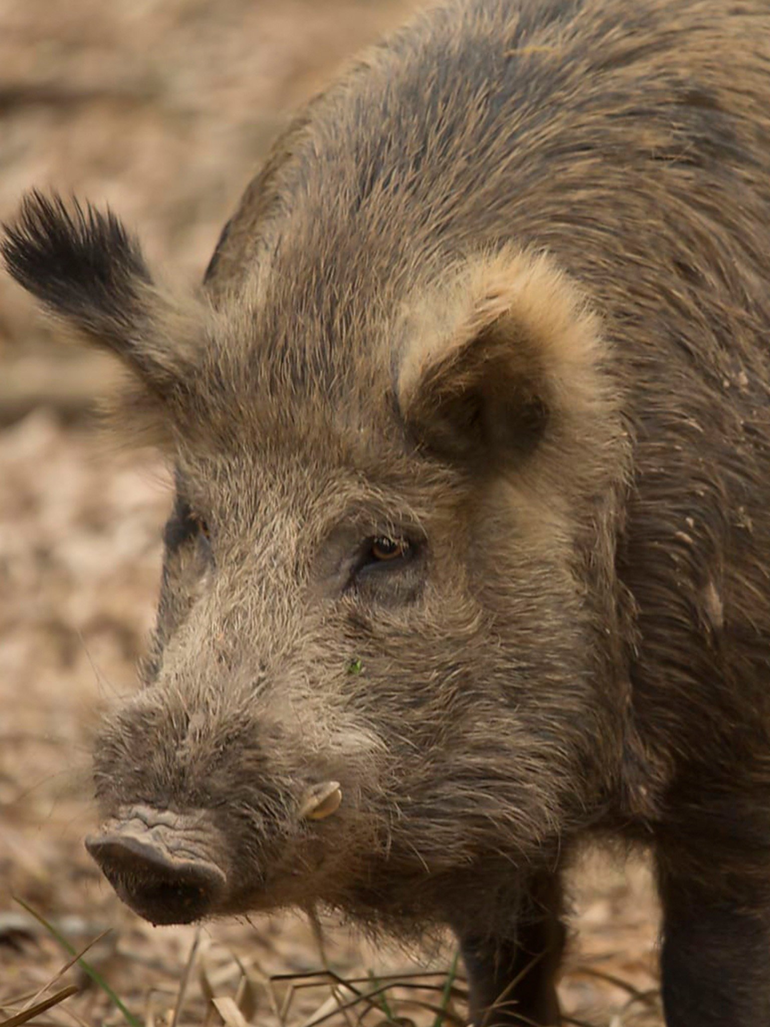 Hogzilla Pictures - Rotten Tomatoes