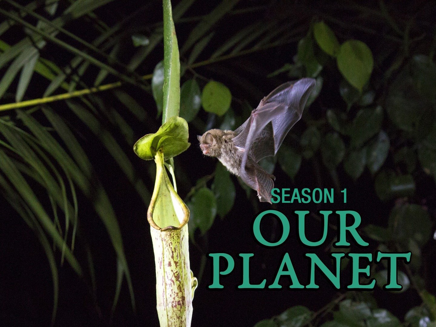 Our Planet: Season 1 Sneak Peek - Cheetah Hunt - Rotten Tomatoes