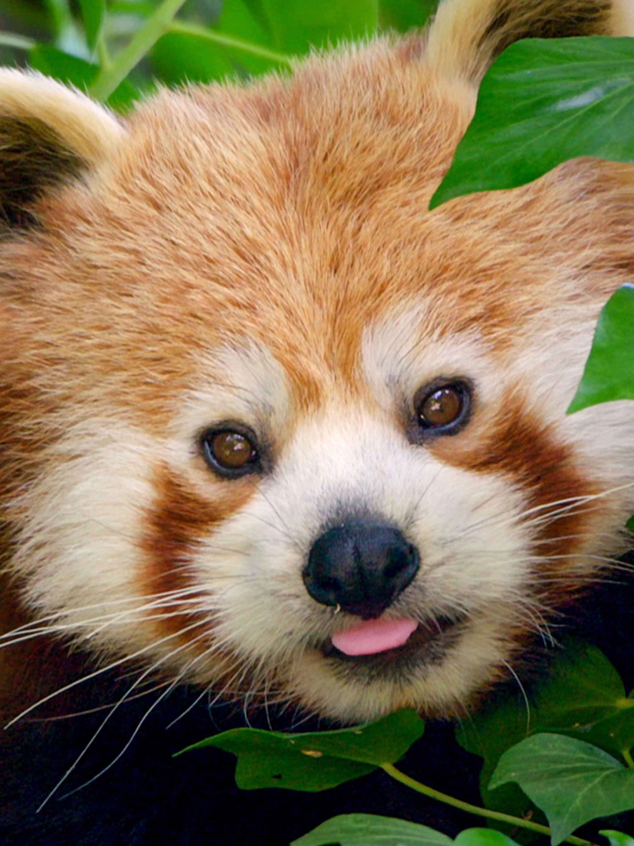 Do You Love Me Red Panda? Pictures - Rotten Tomatoes