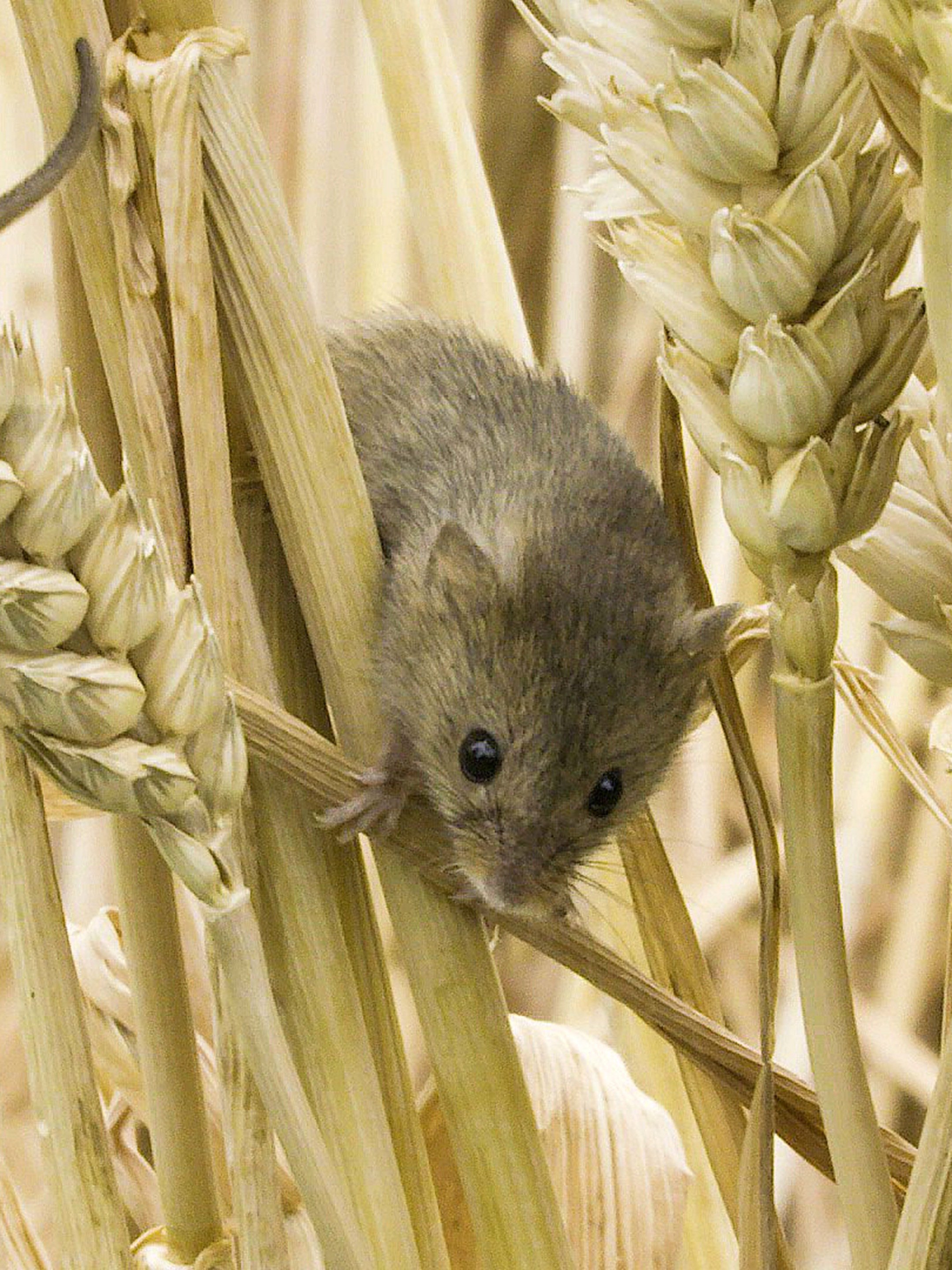 Pigs Pictures - Rotten Tomatoes