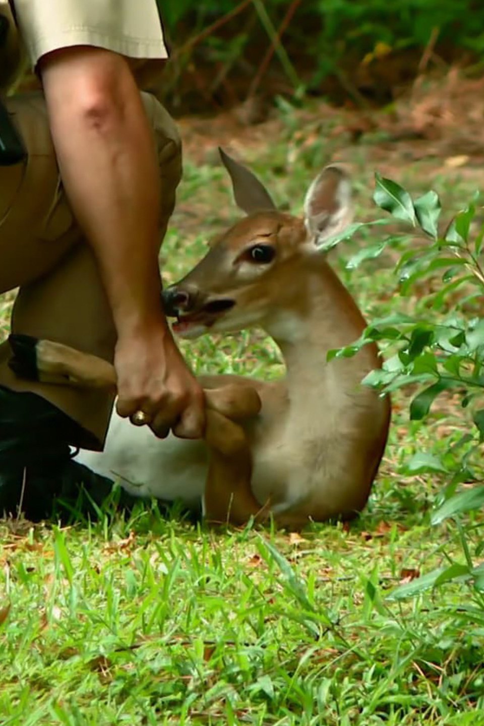 Deceived Pictures - Rotten Tomatoes