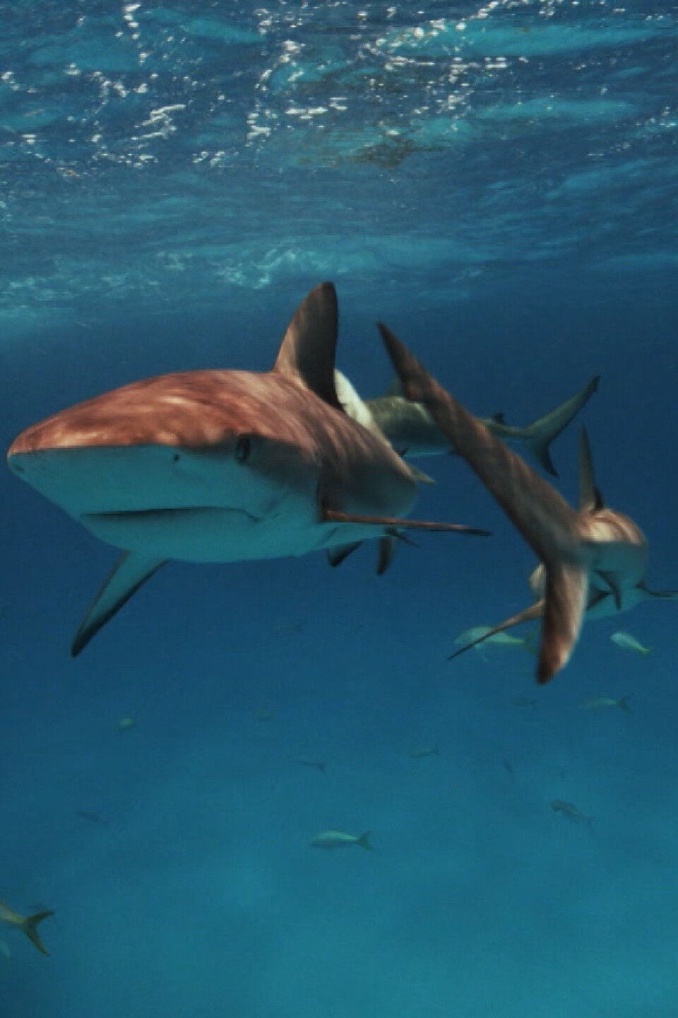 Swarm of Sharks Pictures - Rotten Tomatoes