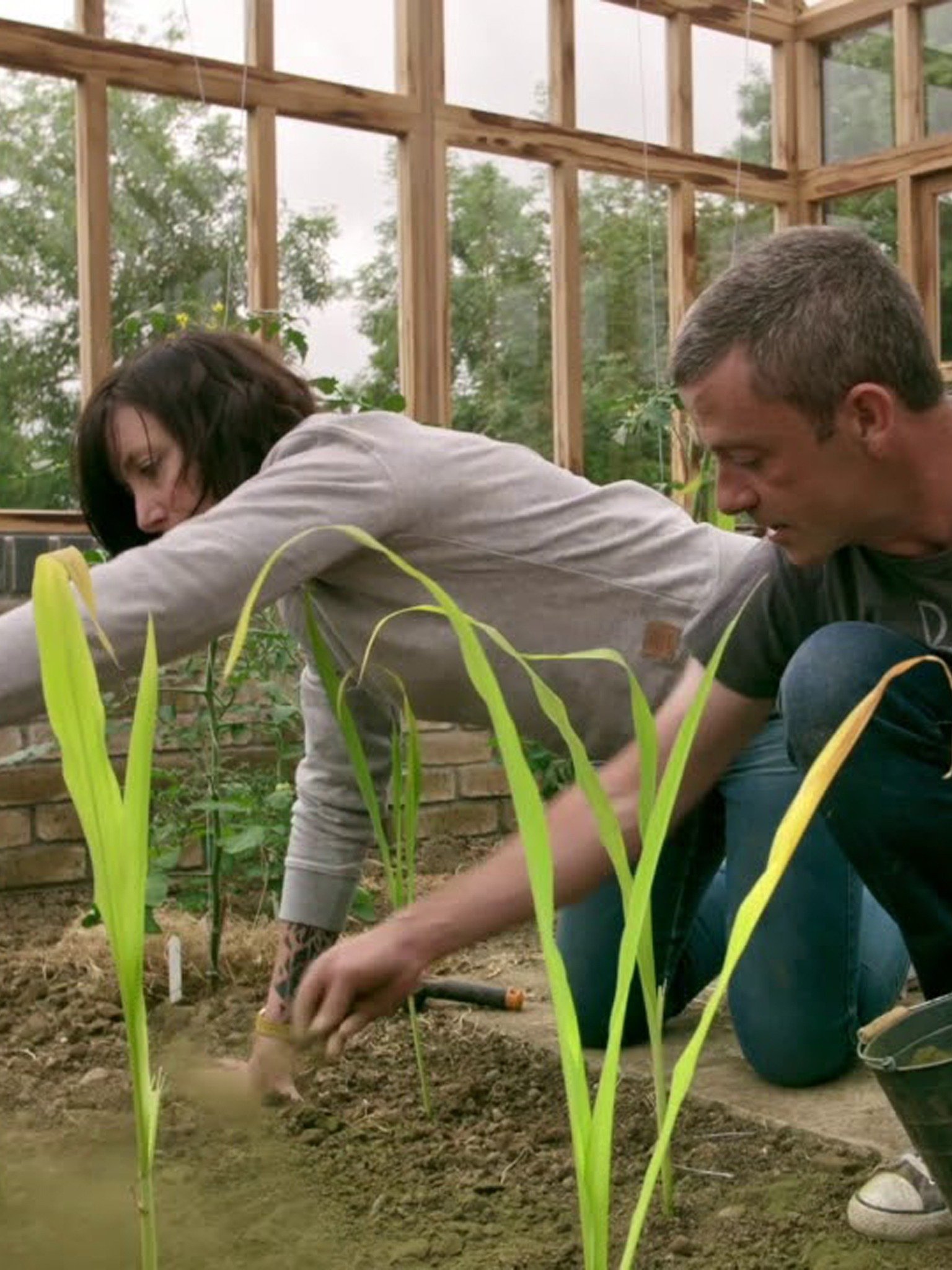 Sweetcorn Pictures - Rotten Tomatoes