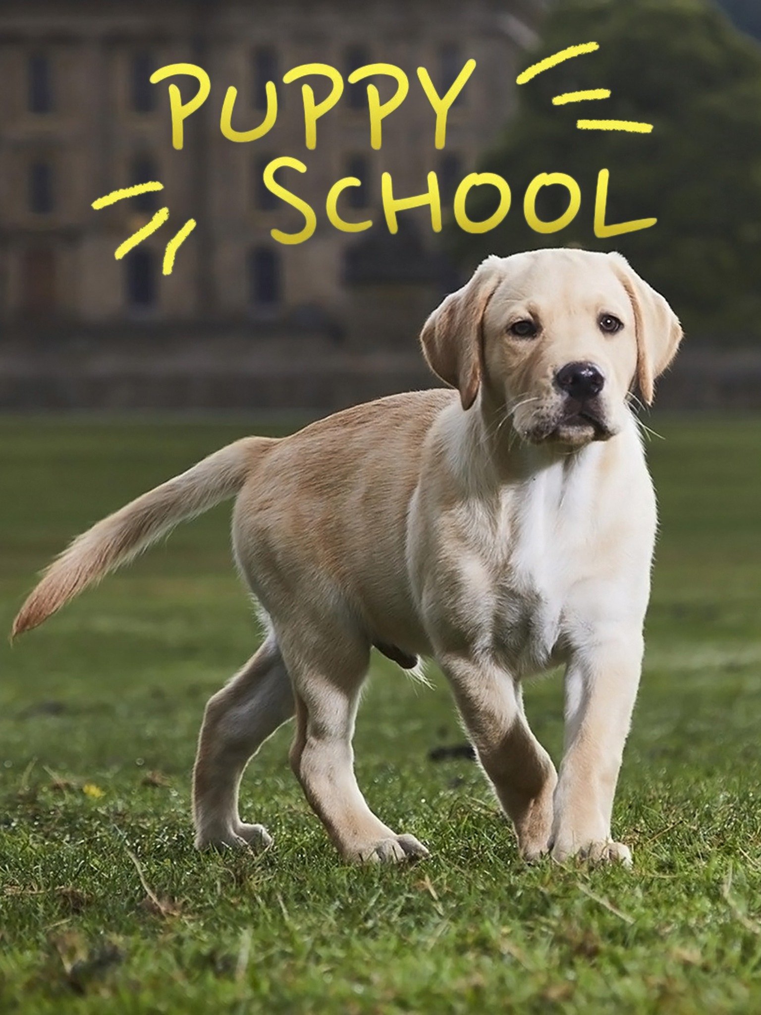 Puppy School - Rotten Tomatoes