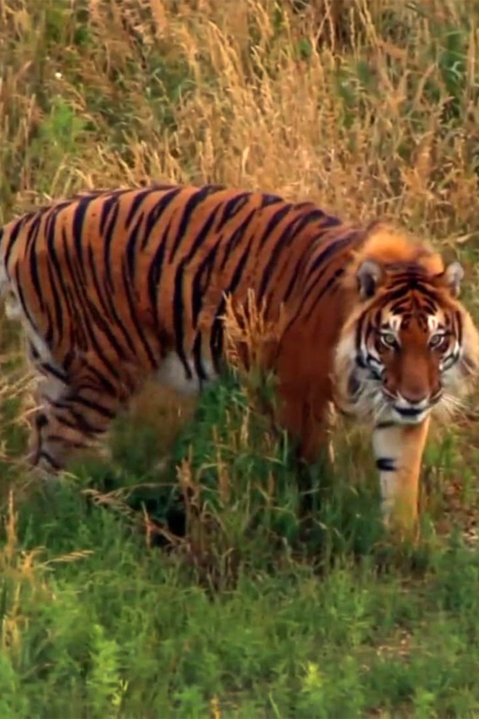 A Tiger's Tale Pictures - Rotten Tomatoes