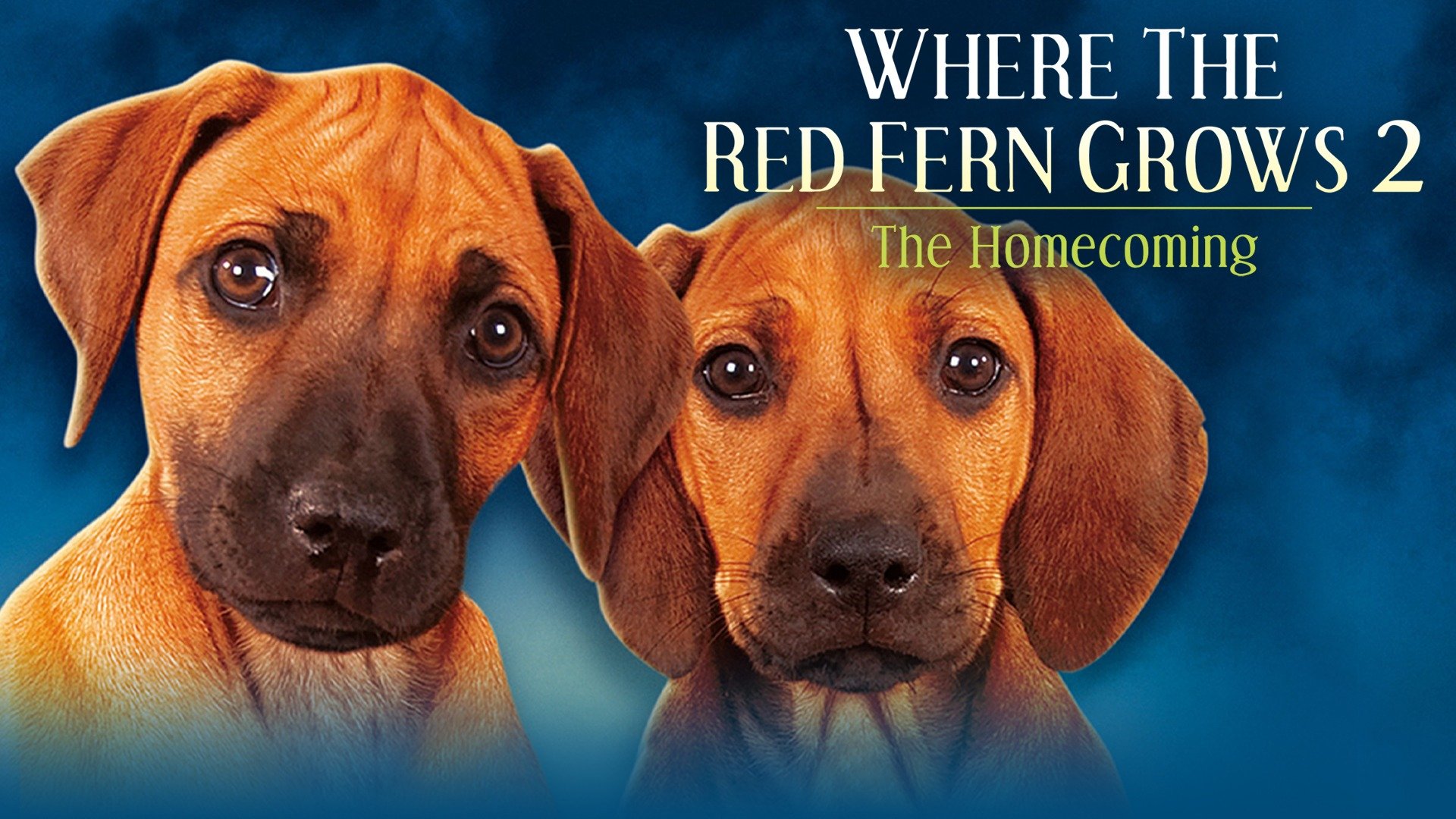 Where The Red Fern Grows Grave Movie