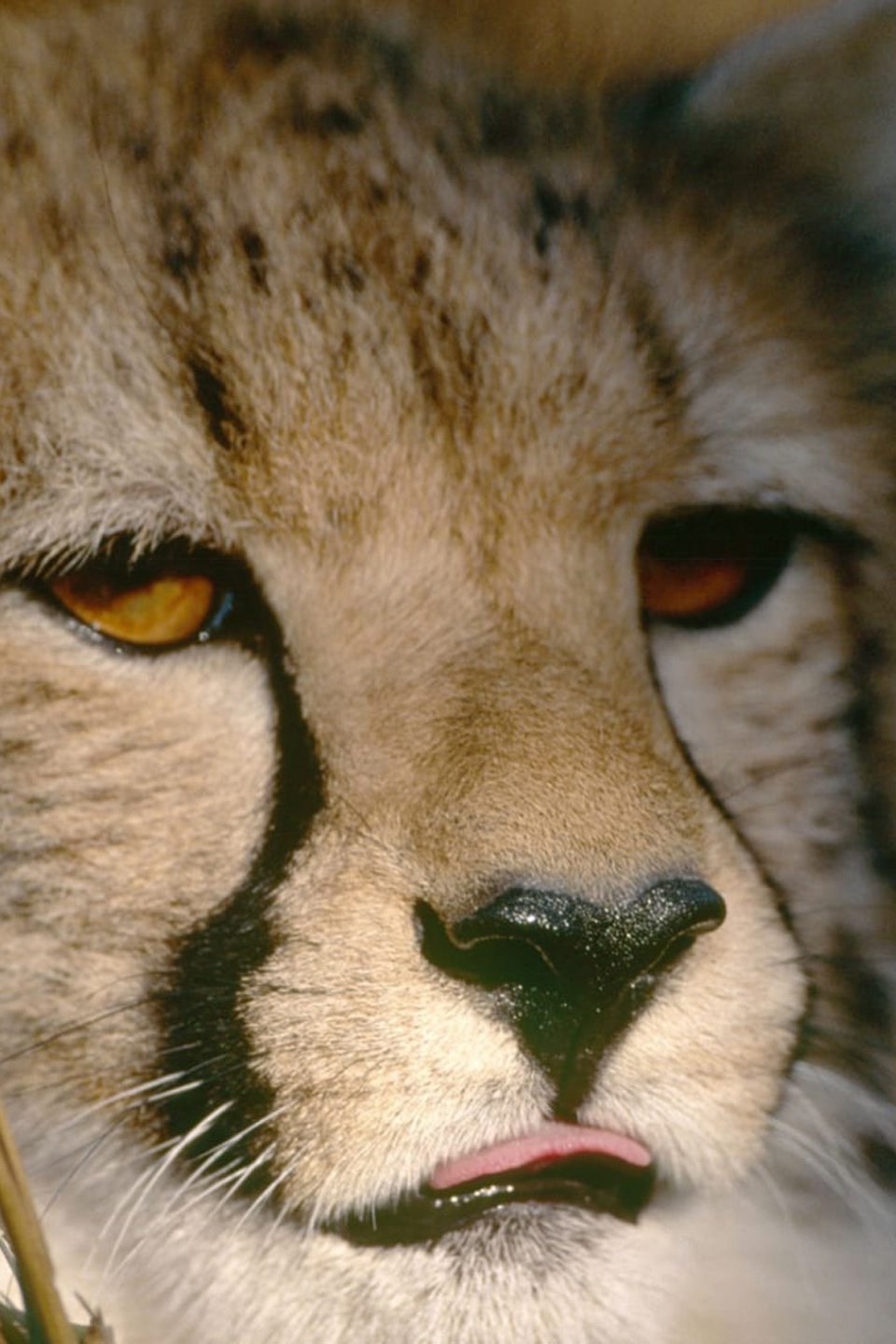 Hot Cheetah Pictures - Rotten Tomatoes