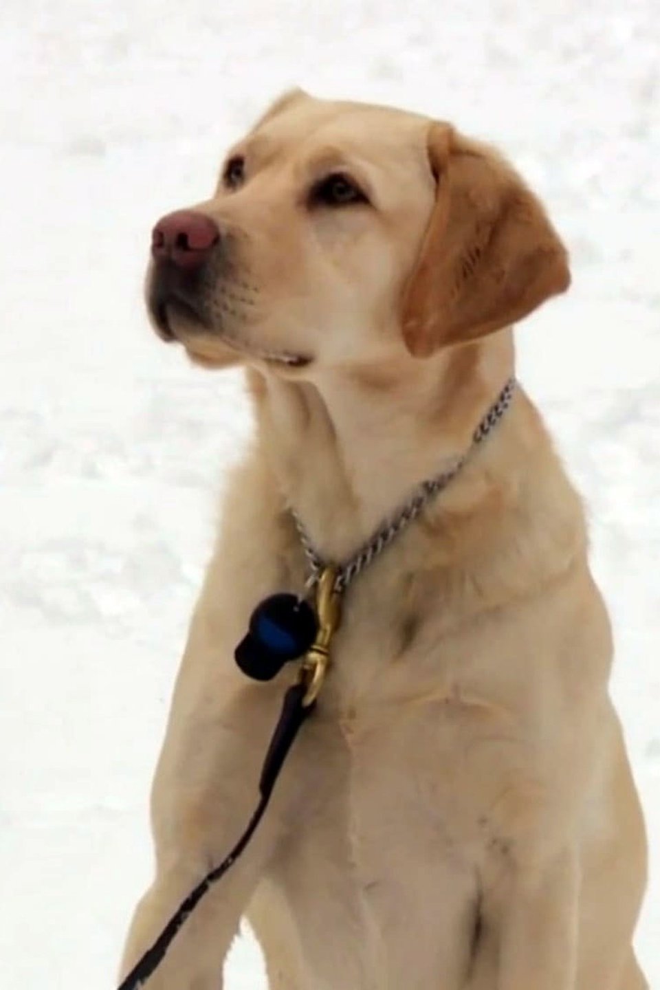 Snow Way Out Pictures - Rotten Tomatoes