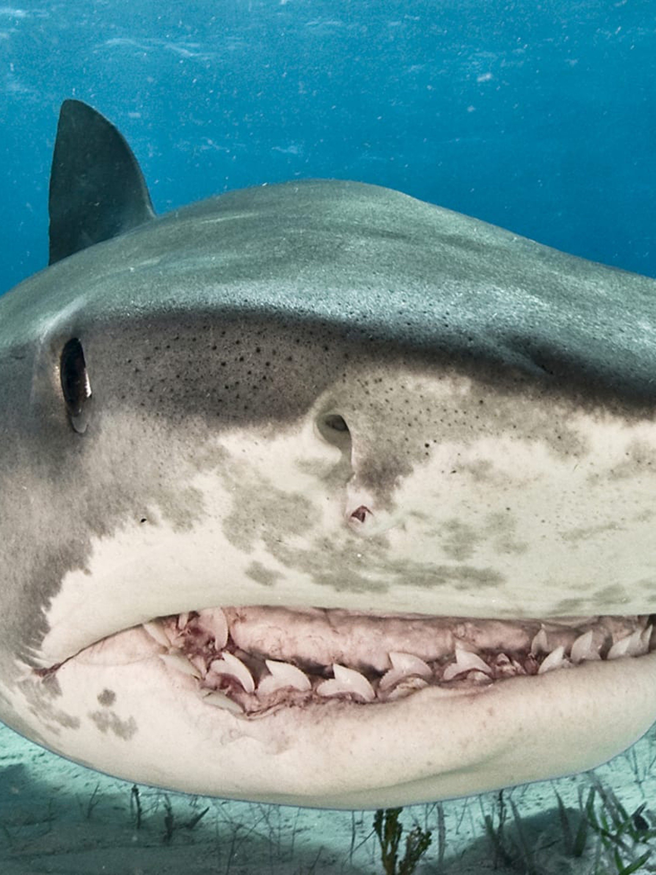 Backyard Bite Pictures - Rotten Tomatoes