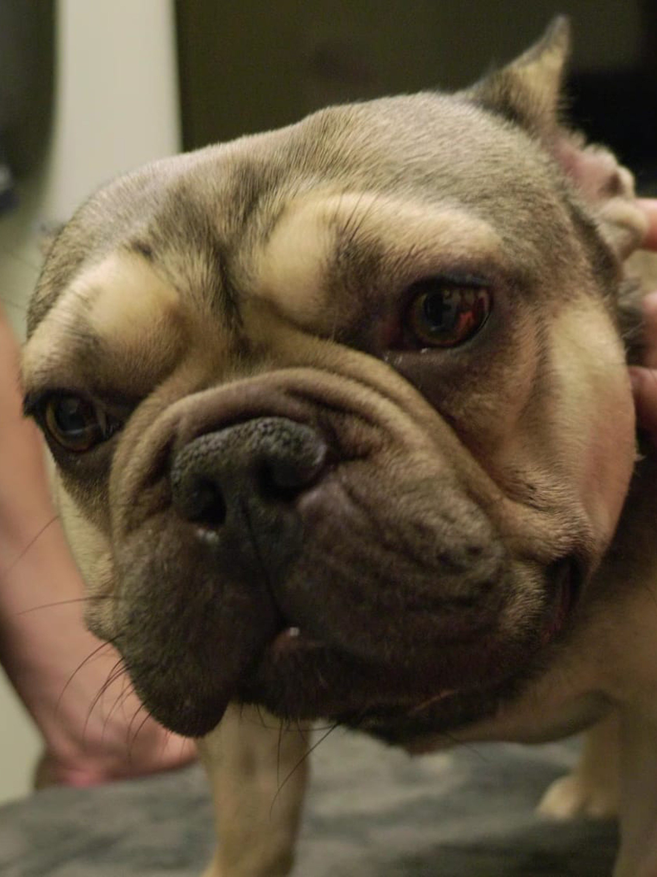 Pardon My Frenchie Pictures - Rotten Tomatoes