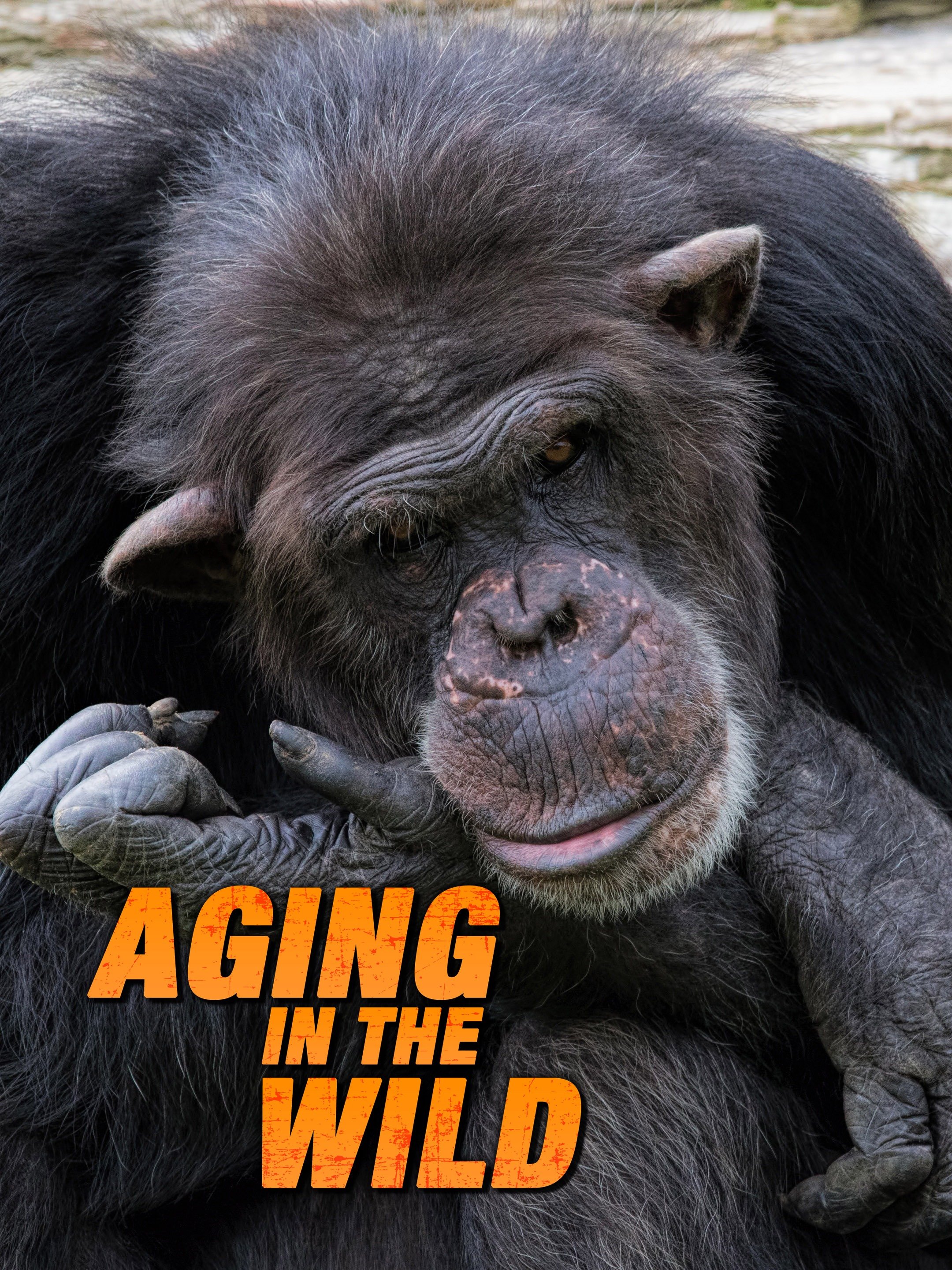 Aging In The Wild Pictures - Rotten Tomatoes