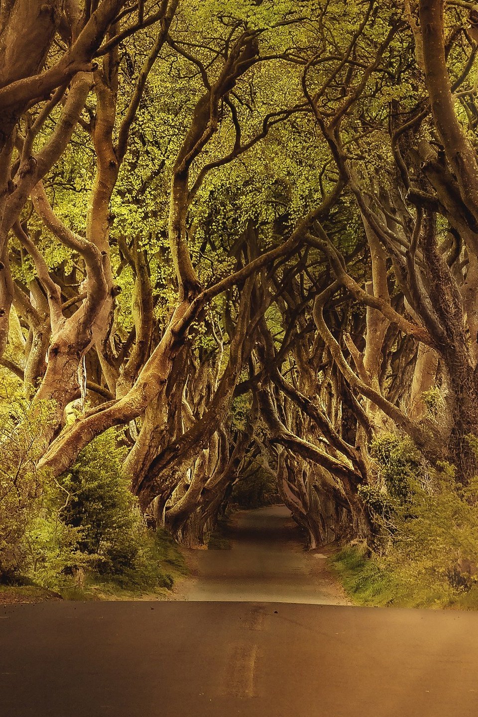 The Secret Life of Trees Pictures - Rotten Tomatoes