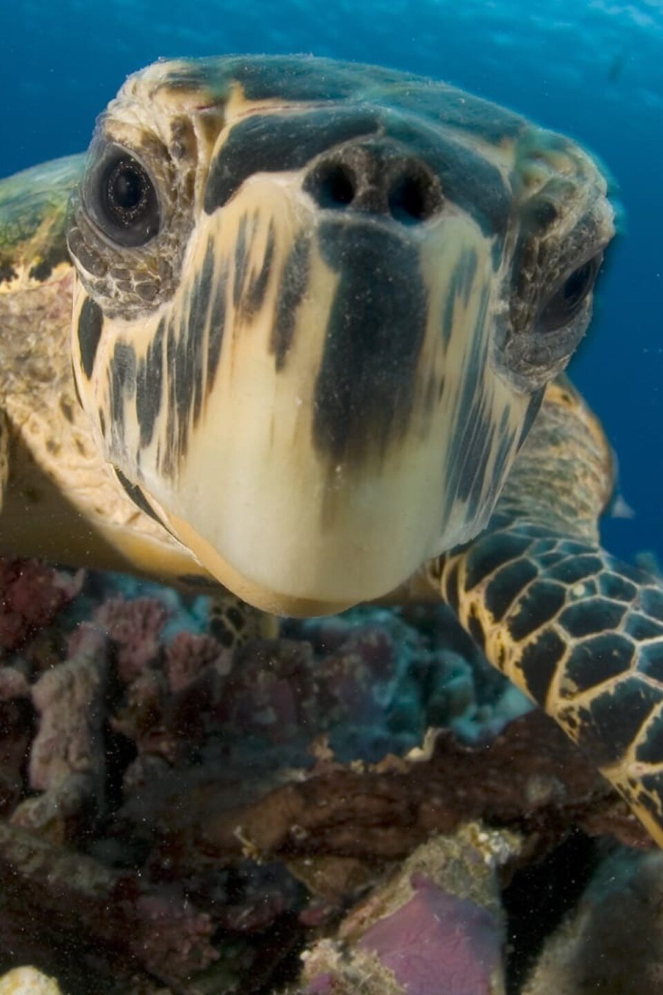 Reptiles of the Deep: Turtles Pictures - Rotten Tomatoes