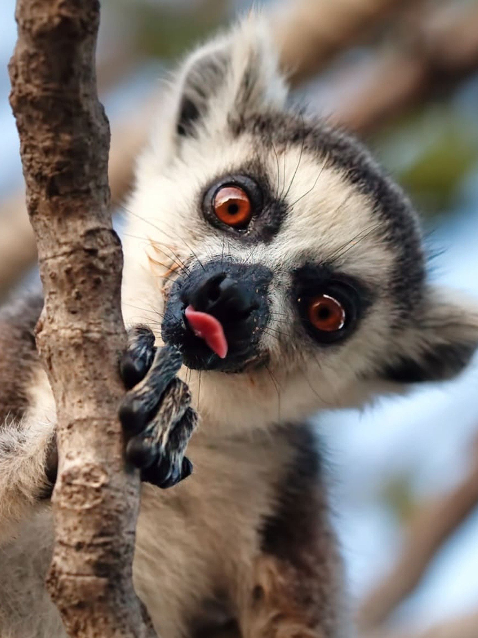 Last Primates of Madagascar Pictures - Rotten Tomatoes