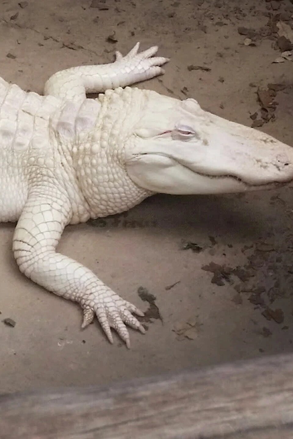 Casper: The White Crocodile Pictures - Rotten Tomatoes