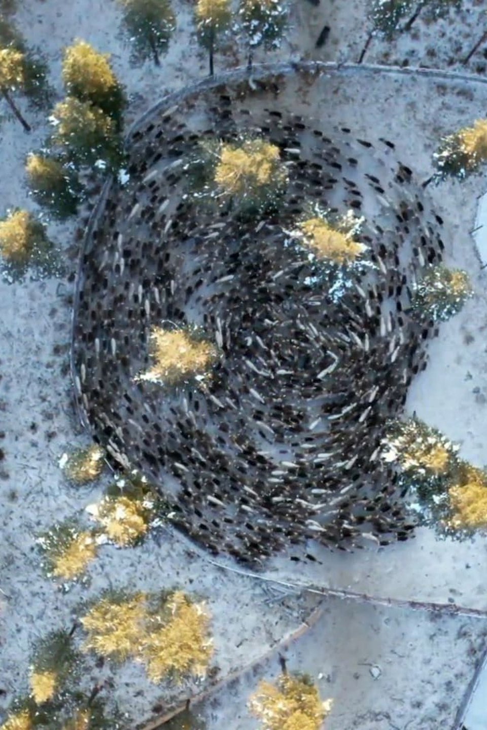 Chernobyl's Nuclear Monsters Pictures - Rotten Tomatoes