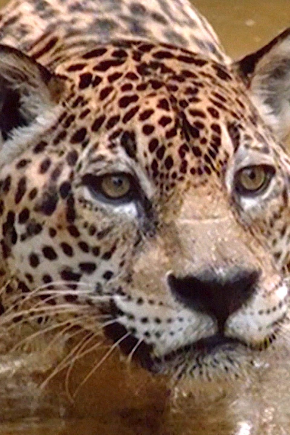 The Amazing Amazon Pictures - Rotten Tomatoes