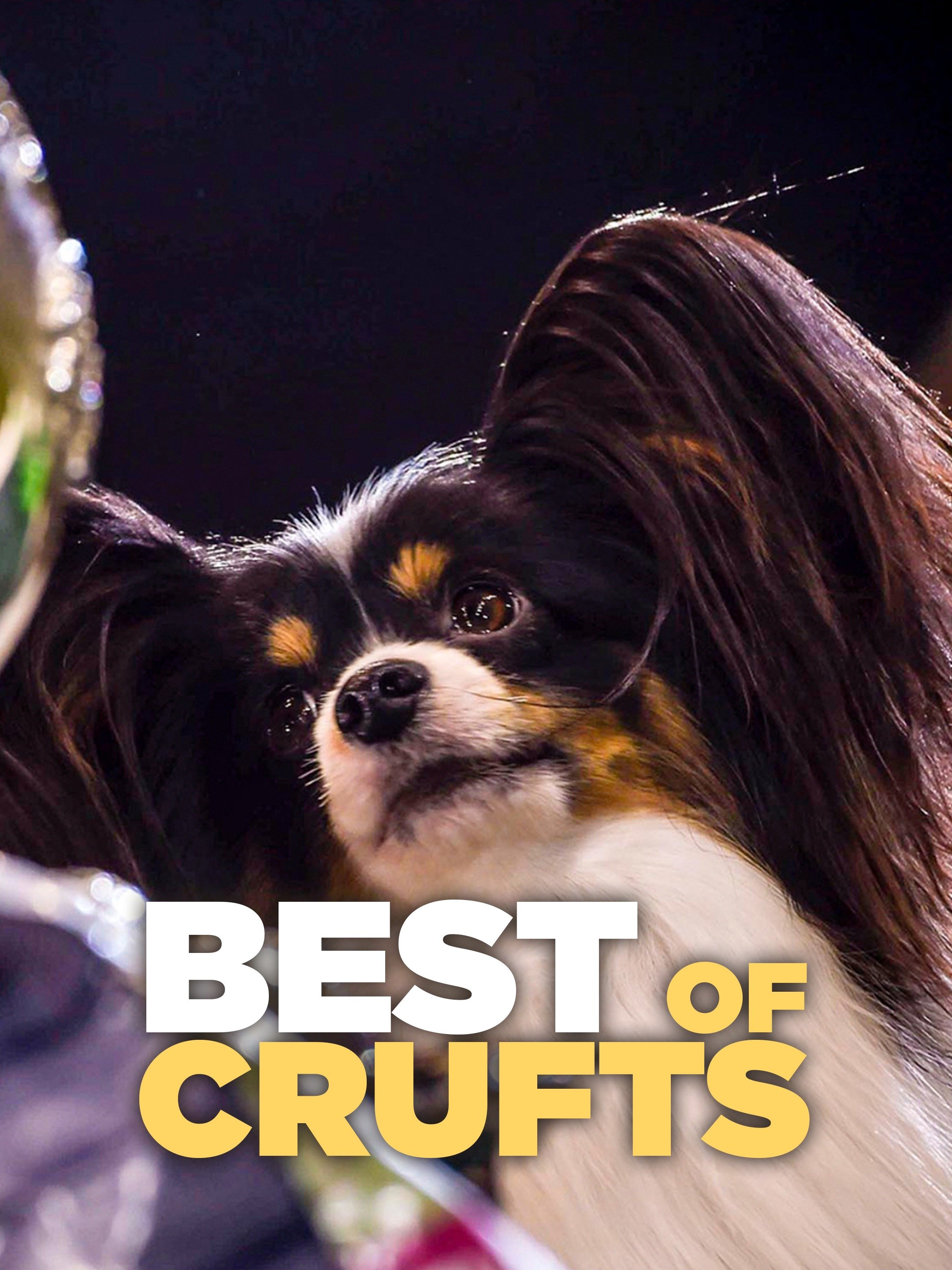 Best of Crufts Pictures - Rotten Tomatoes