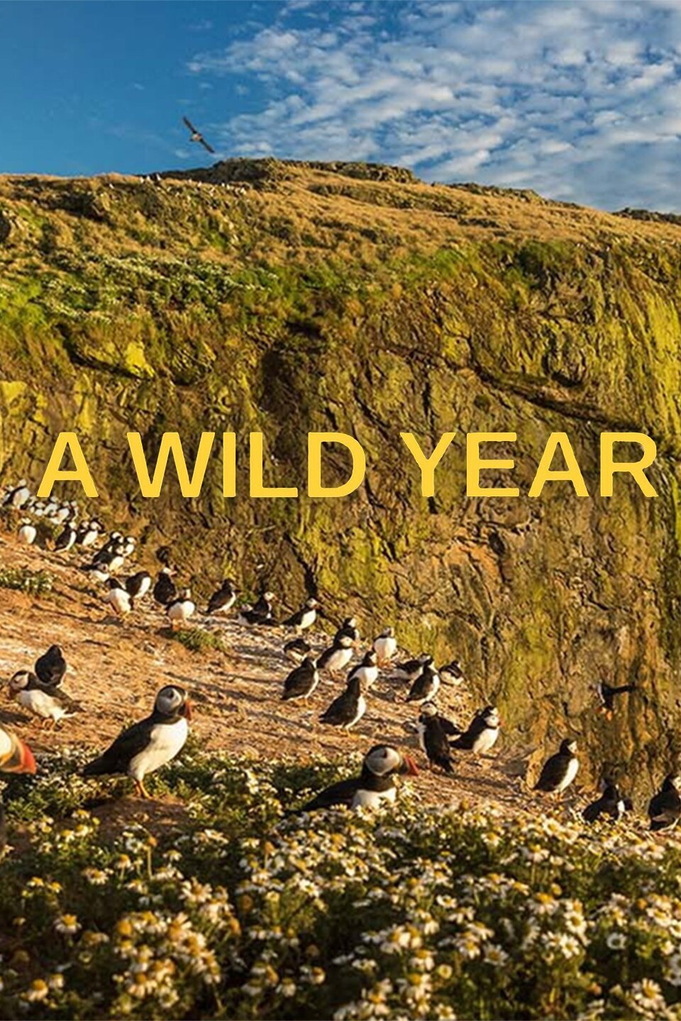 A Wild Year - Rotten Tomatoes