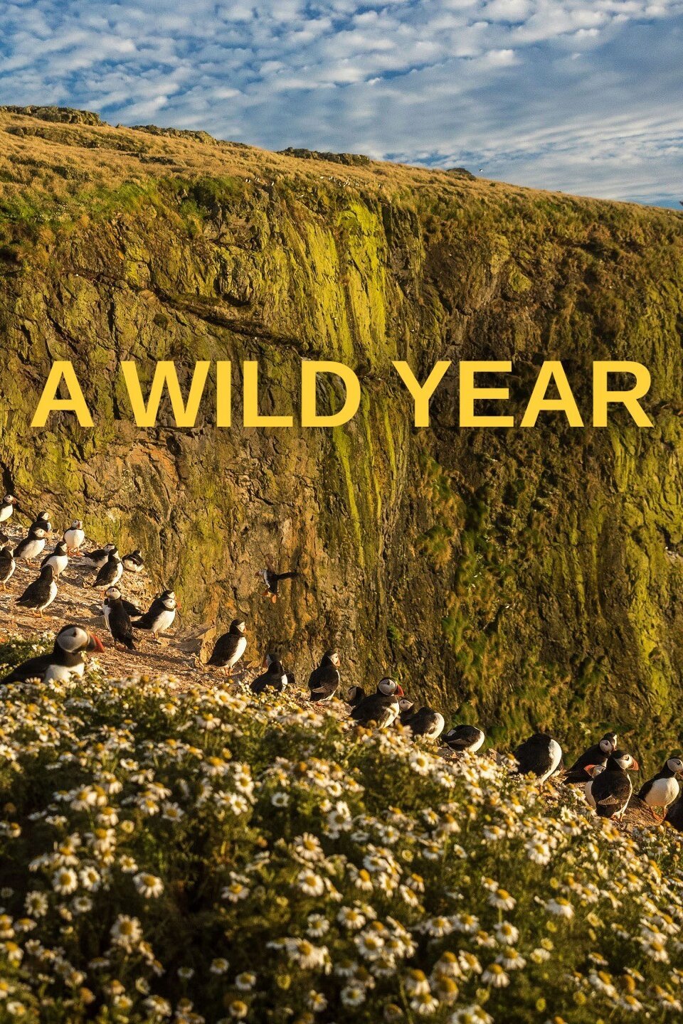 A Wild Year - Rotten Tomatoes