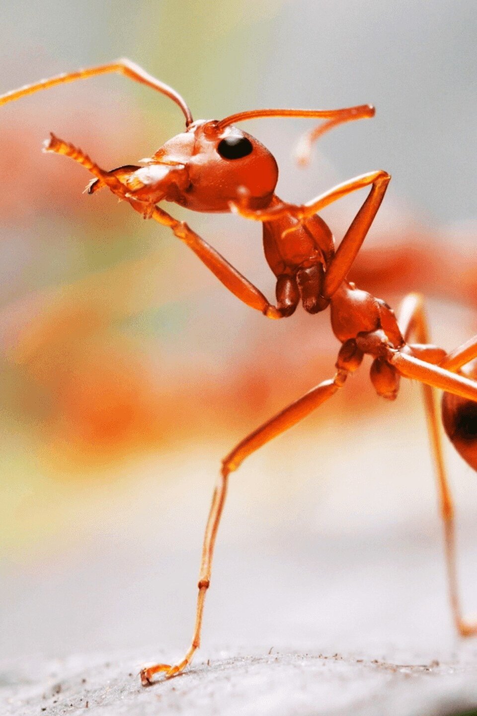 Elephant vs. Ant: Battle for the Strongest Pictures - Rotten Tomatoes