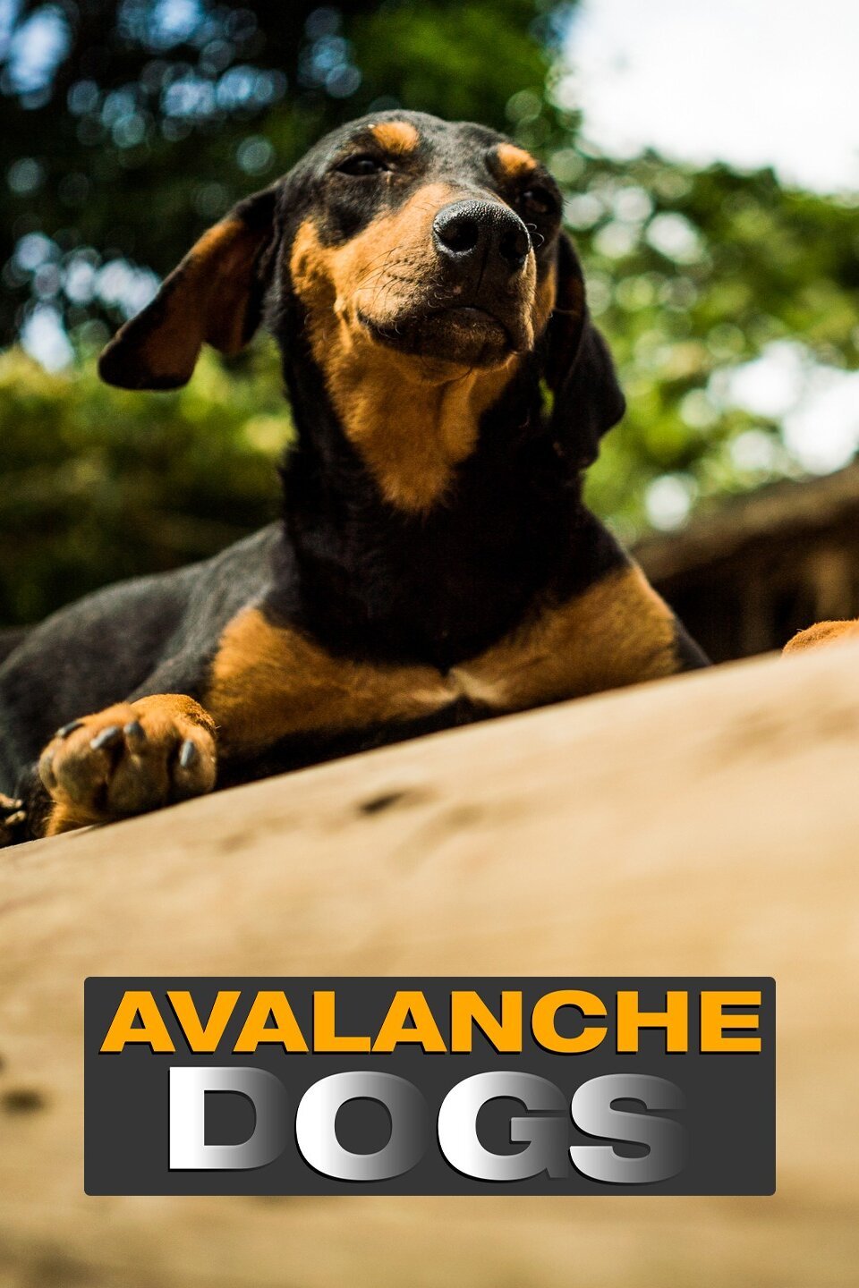 Avalanche Dogs - Rotten Tomatoes