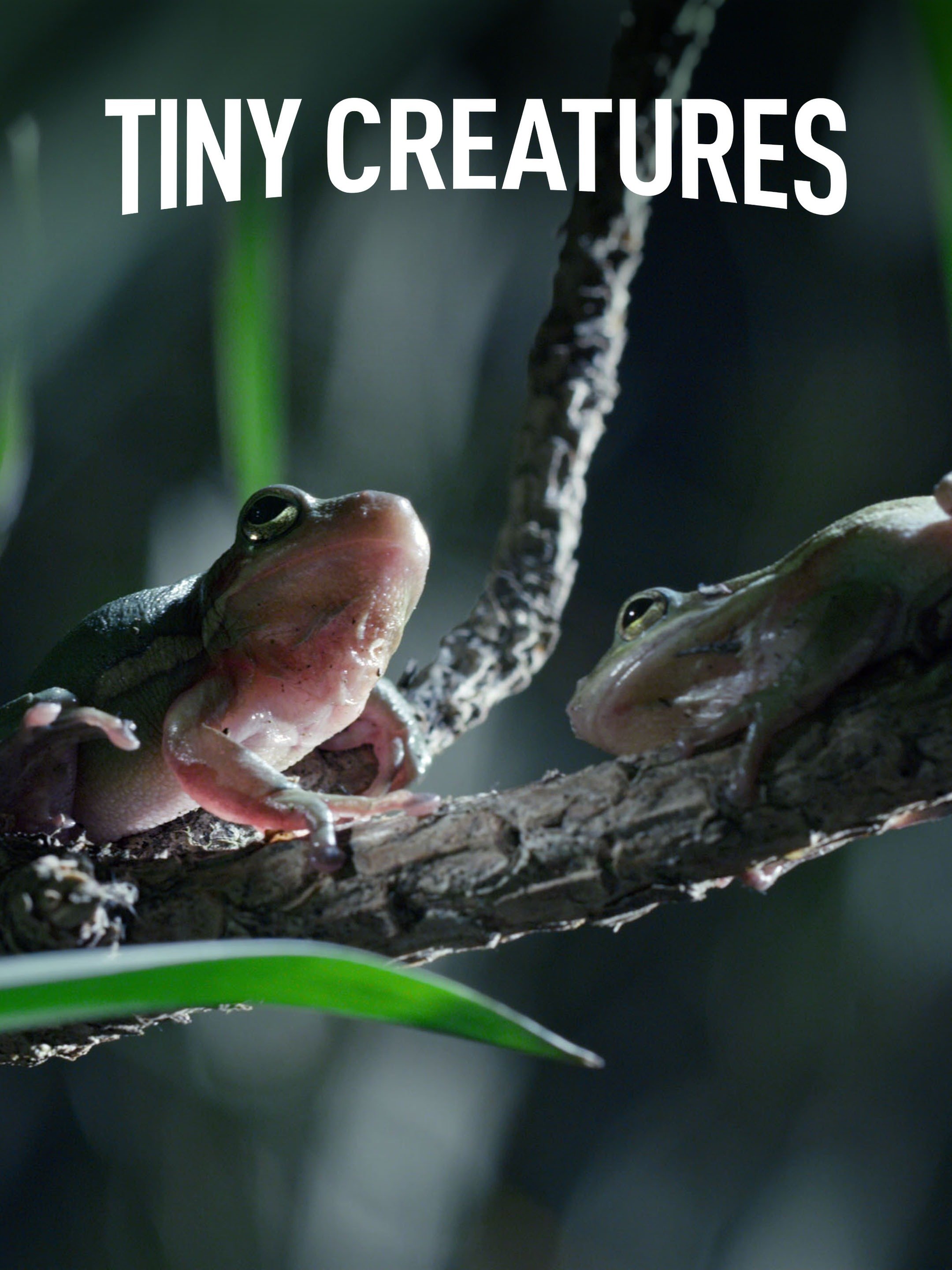 Tiny Creatures - Rotten Tomatoes