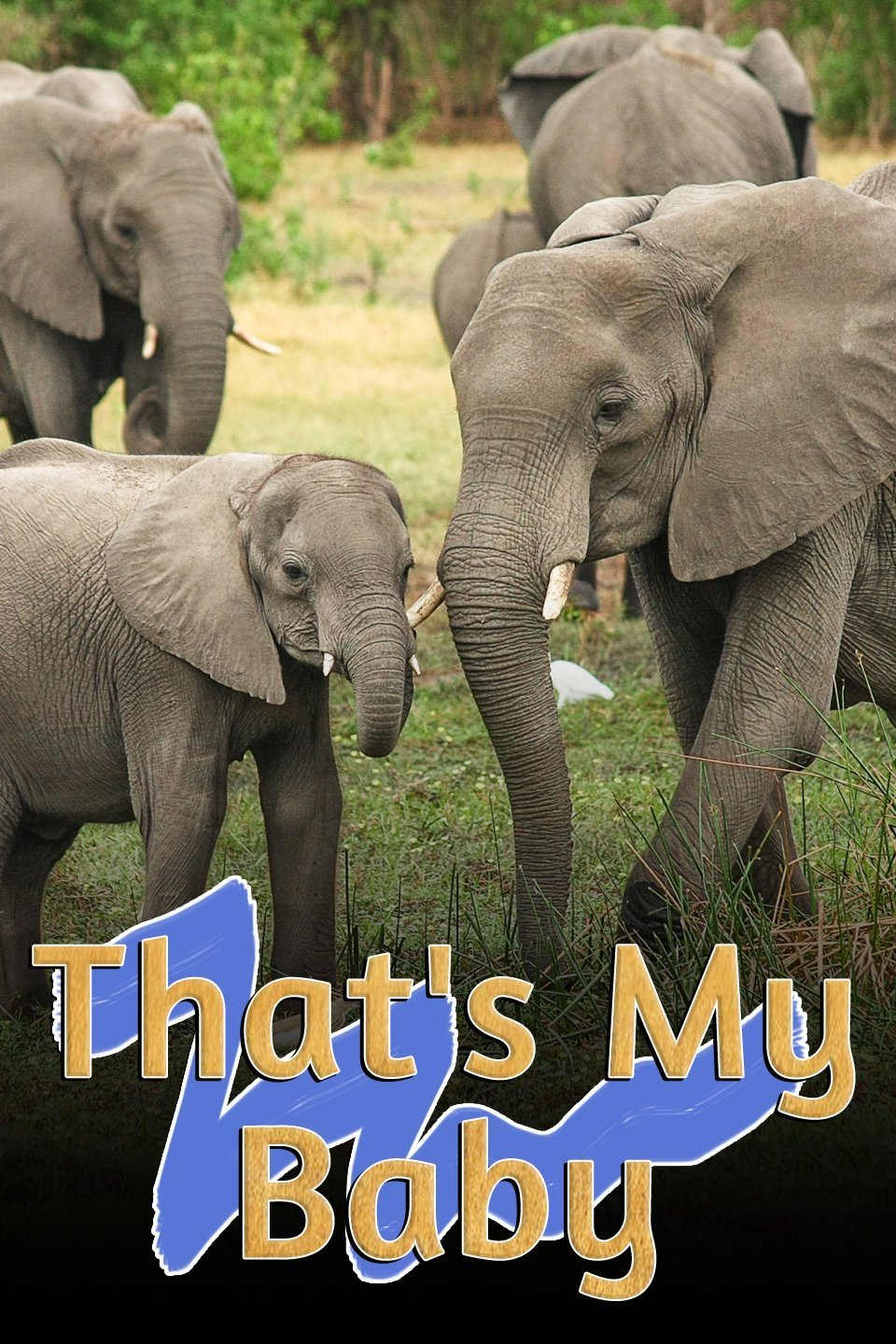 That's My Baby - Rotten Tomatoes