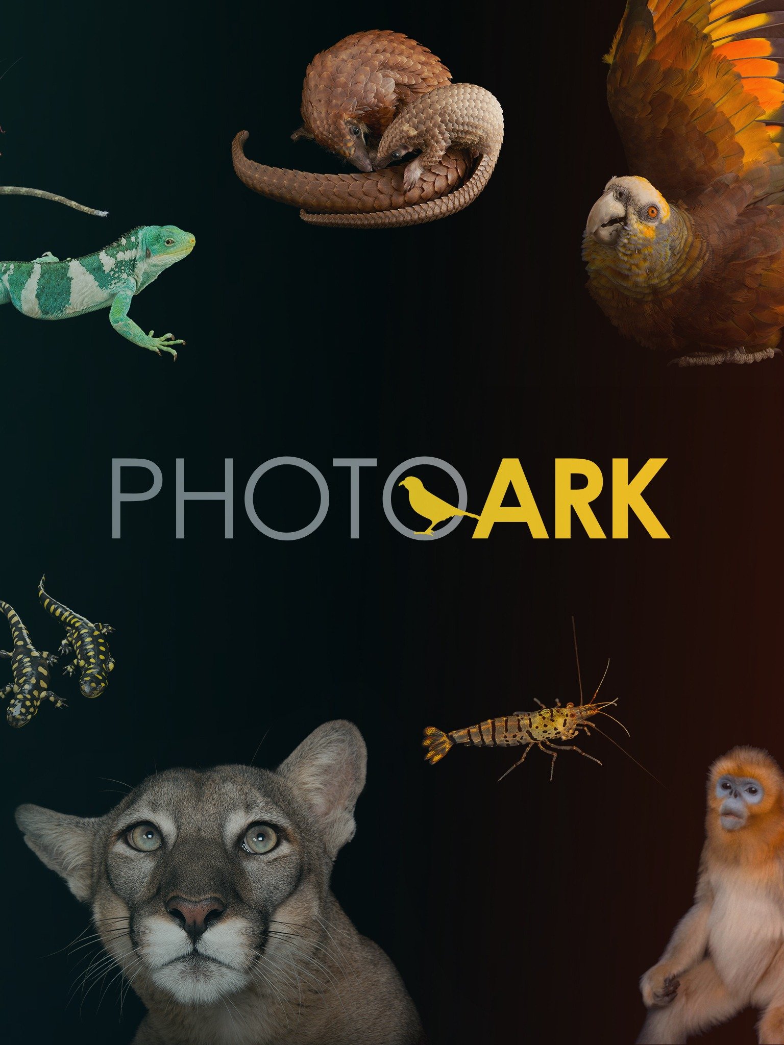 Photo Ark Pictures - Rotten Tomatoes