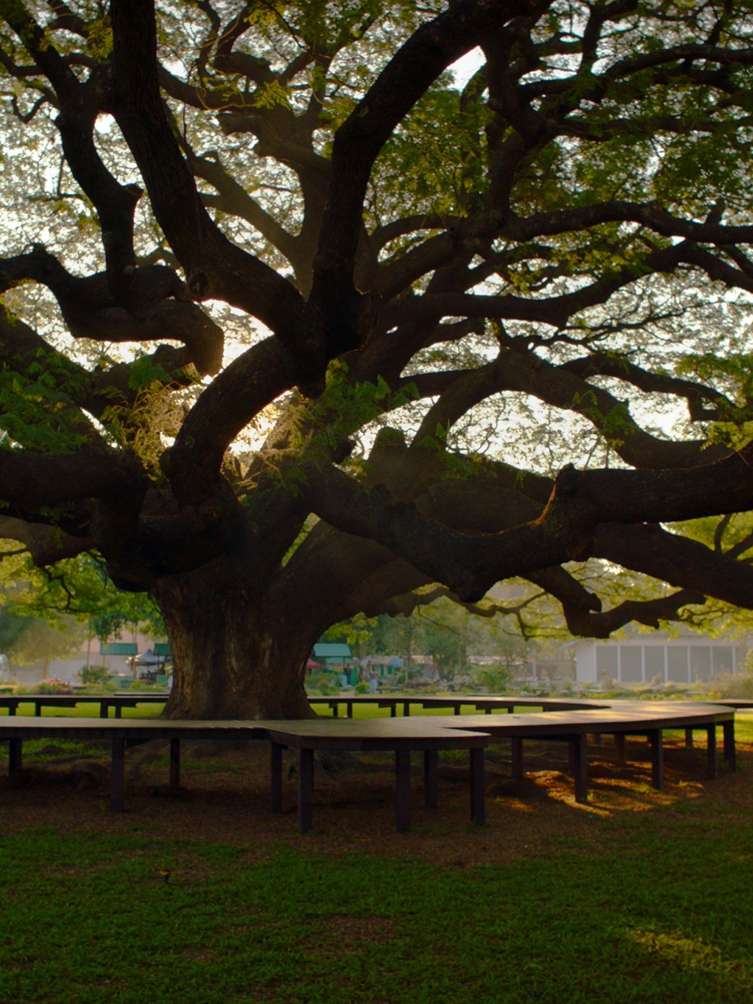 Embrace the Awe of This Ancient Thai Tree Pictures - Rotten Tomatoes