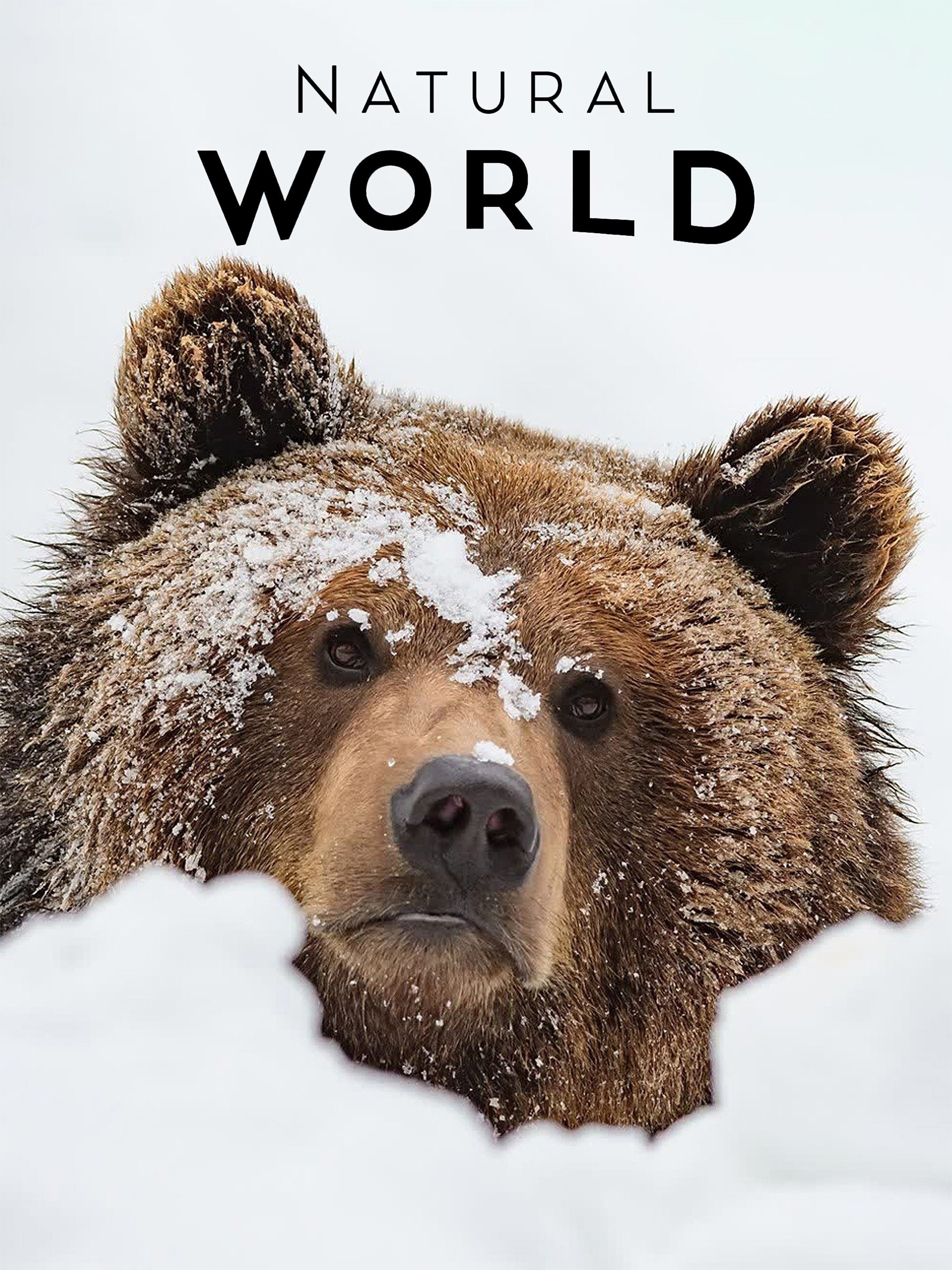 Natural World: Season 38 Pictures - Rotten Tomatoes