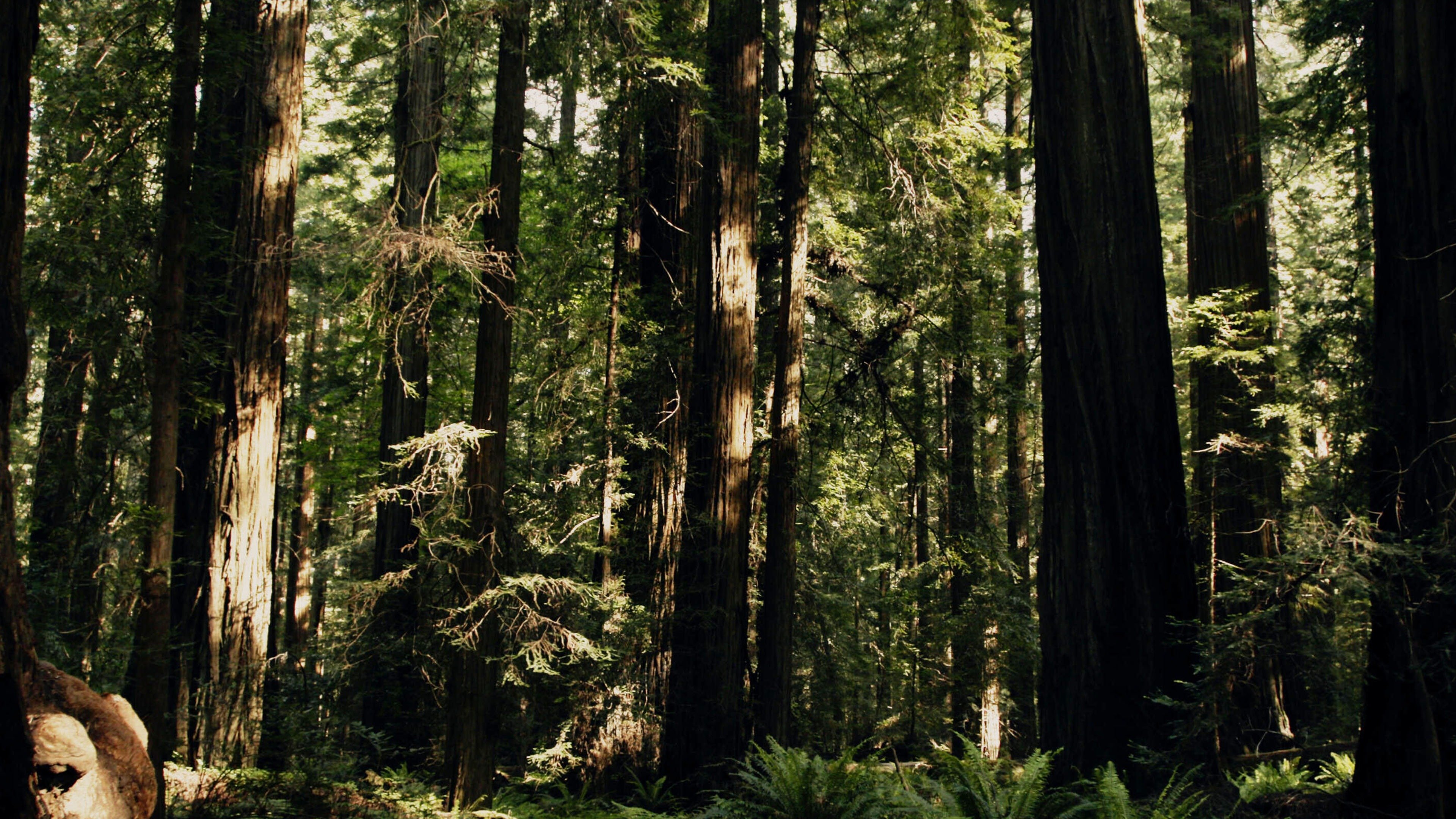 Sasquatch - Trailers & Videos - Rotten Tomatoes