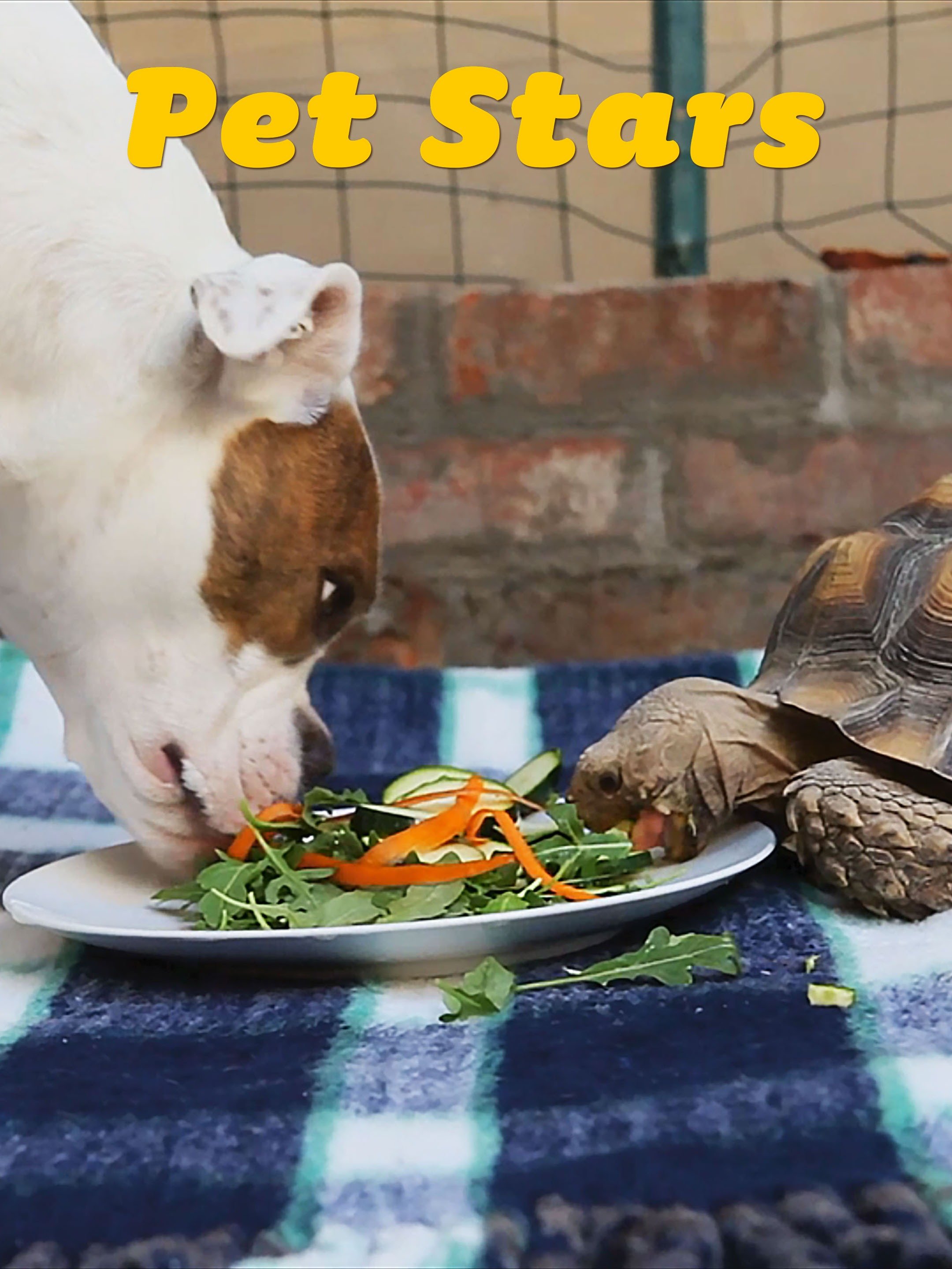 Pet Stars: Season 1 Trailer - Rotten Tomatoes