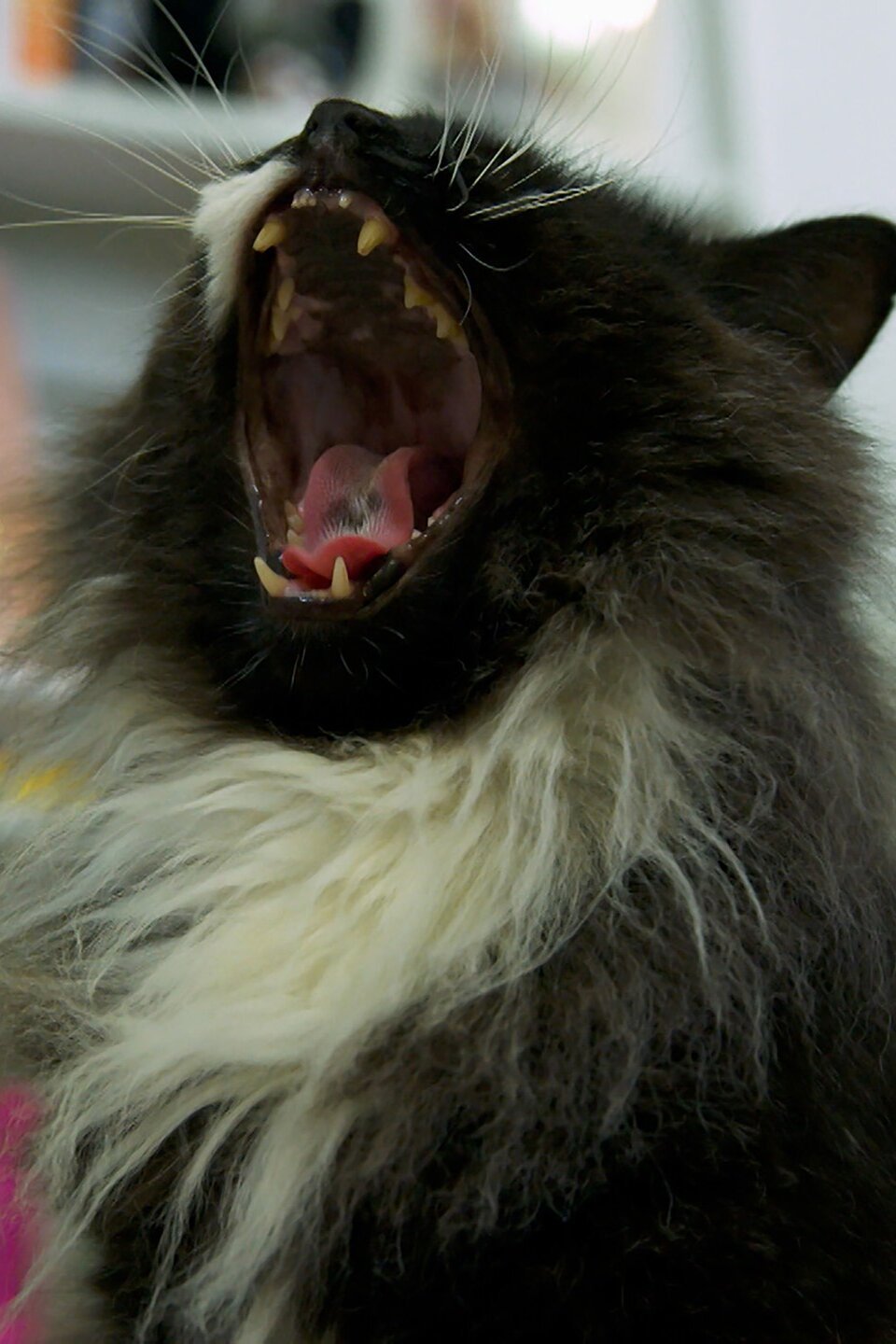 The Mono-Eyed Cat Pictures - Rotten Tomatoes