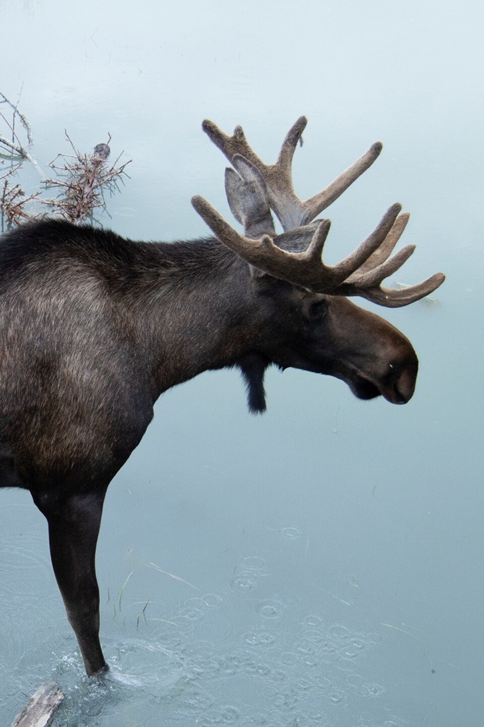 Wild Moose Chase Pictures - Rotten Tomatoes