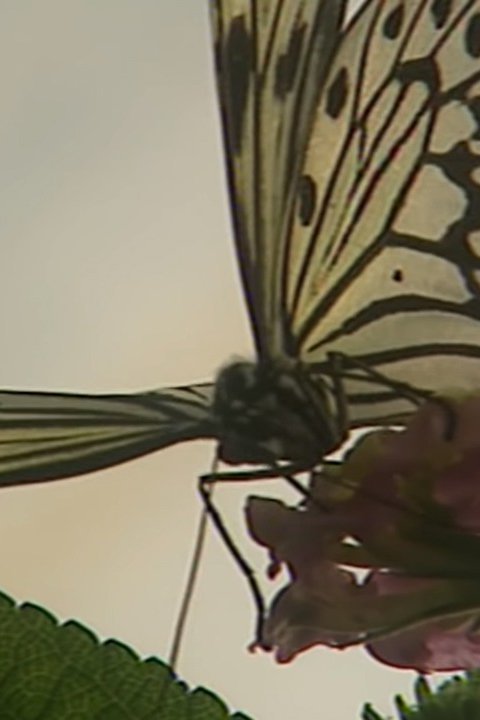 Butterfly Pictures - Rotten Tomatoes