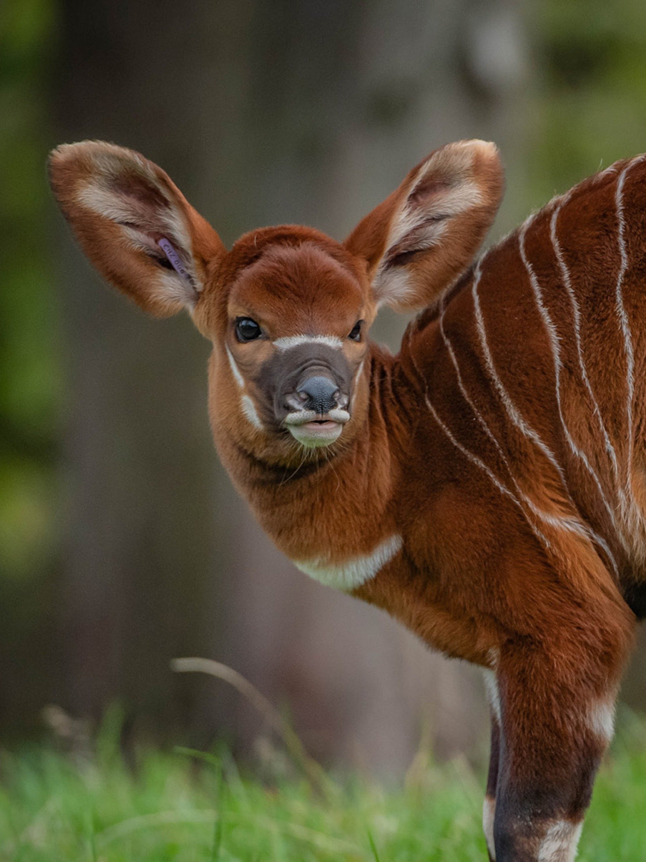 Bongo Love Story Pictures - Rotten Tomatoes