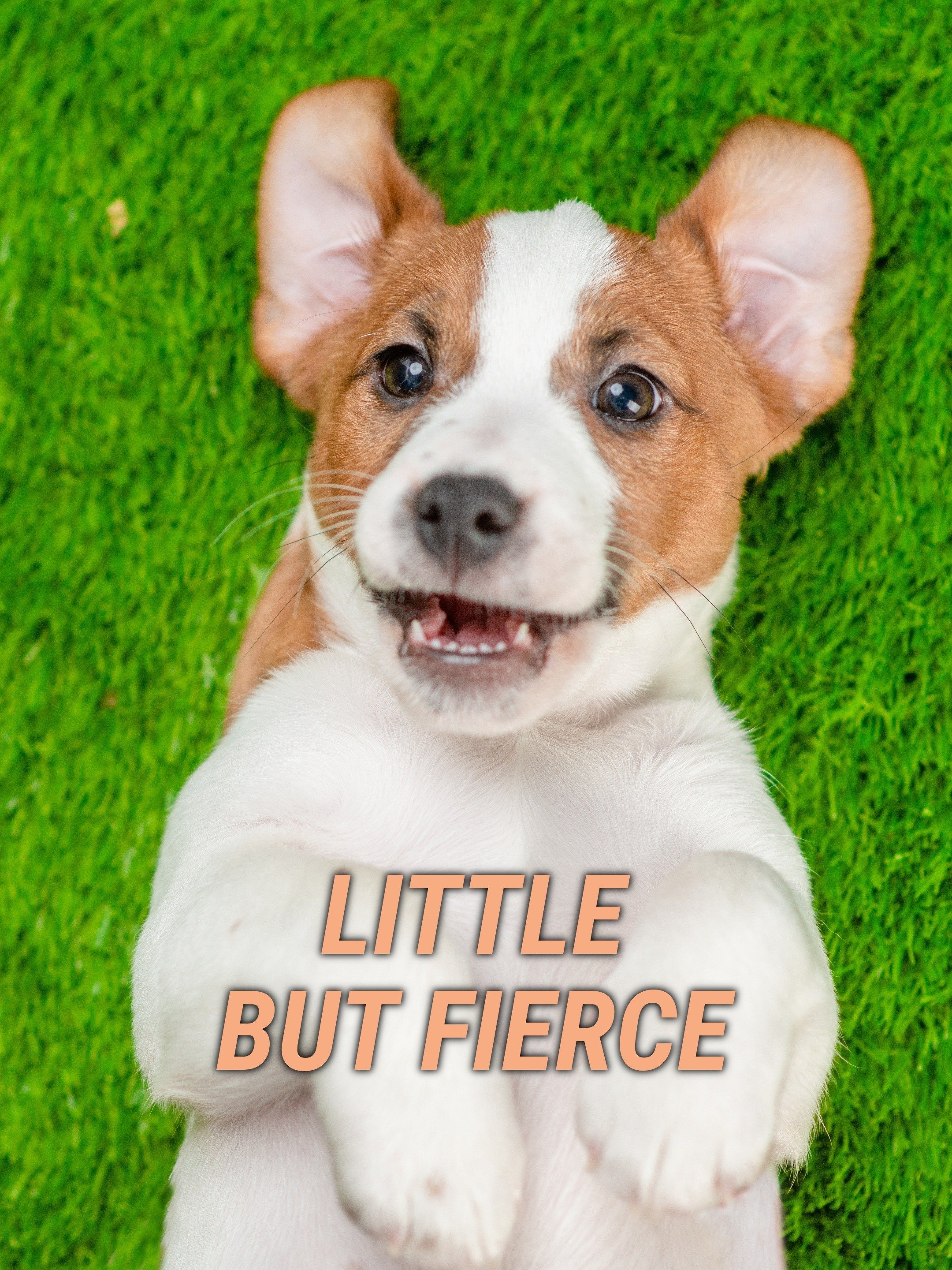 Little But Fierce - Rotten Tomatoes