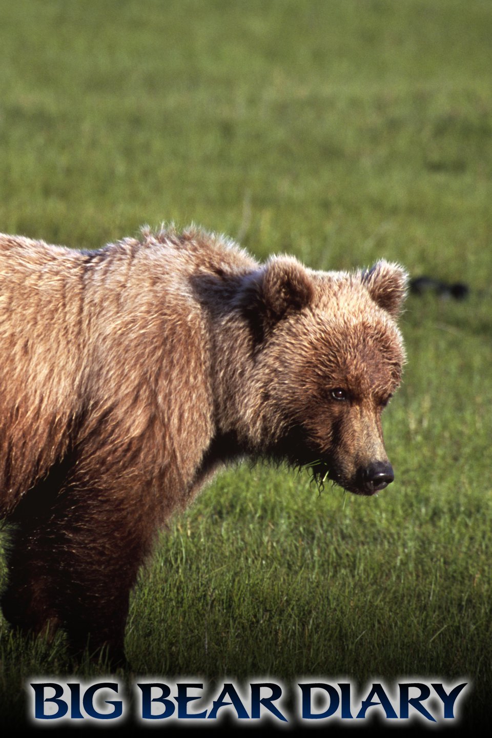 Big Bear Diary - Rotten Tomatoes