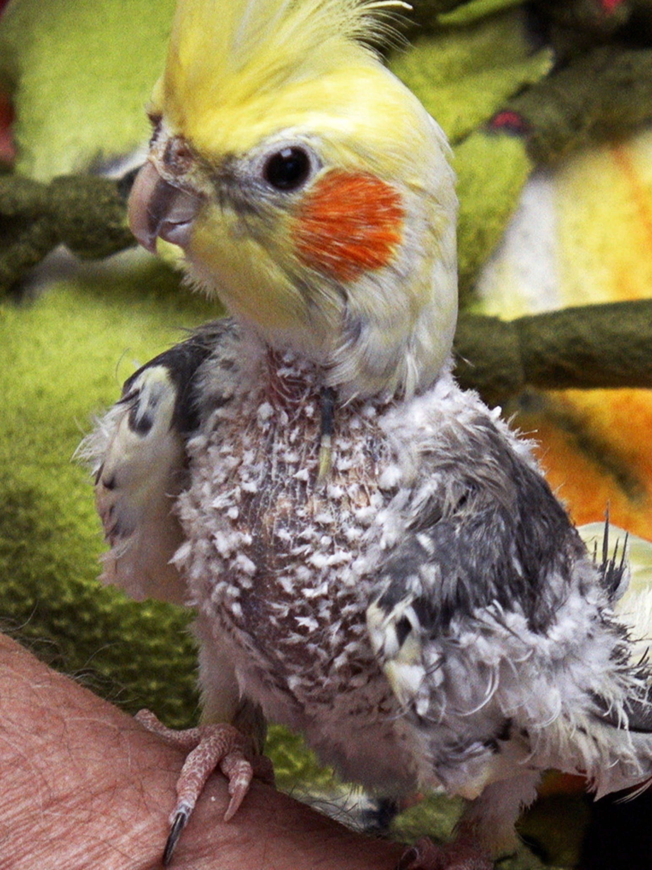 Flock Around the Clock Pictures - Rotten Tomatoes